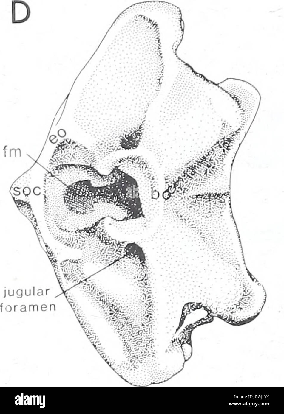 . Bulletin of the British Museum (Natural History). Geology ...