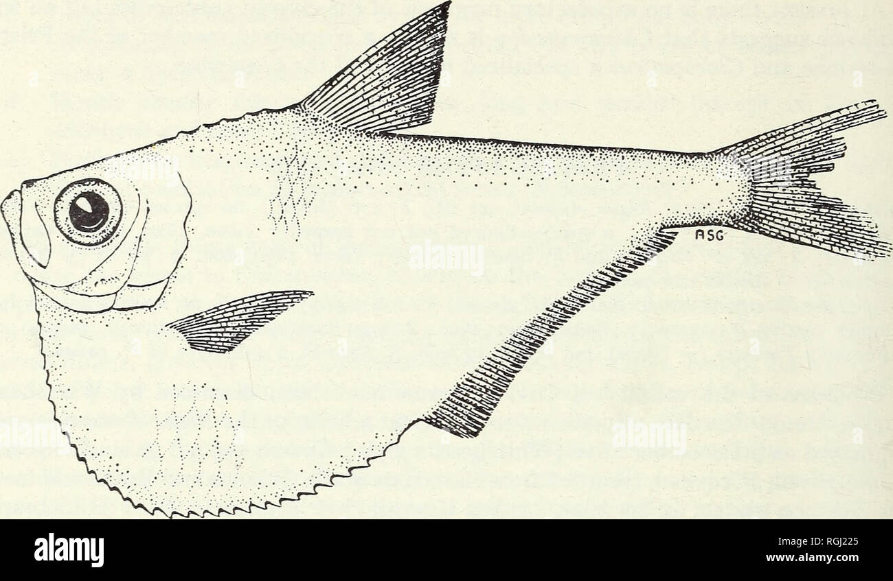 . Bulletin of the British Museum (Natural History). Zoology ...