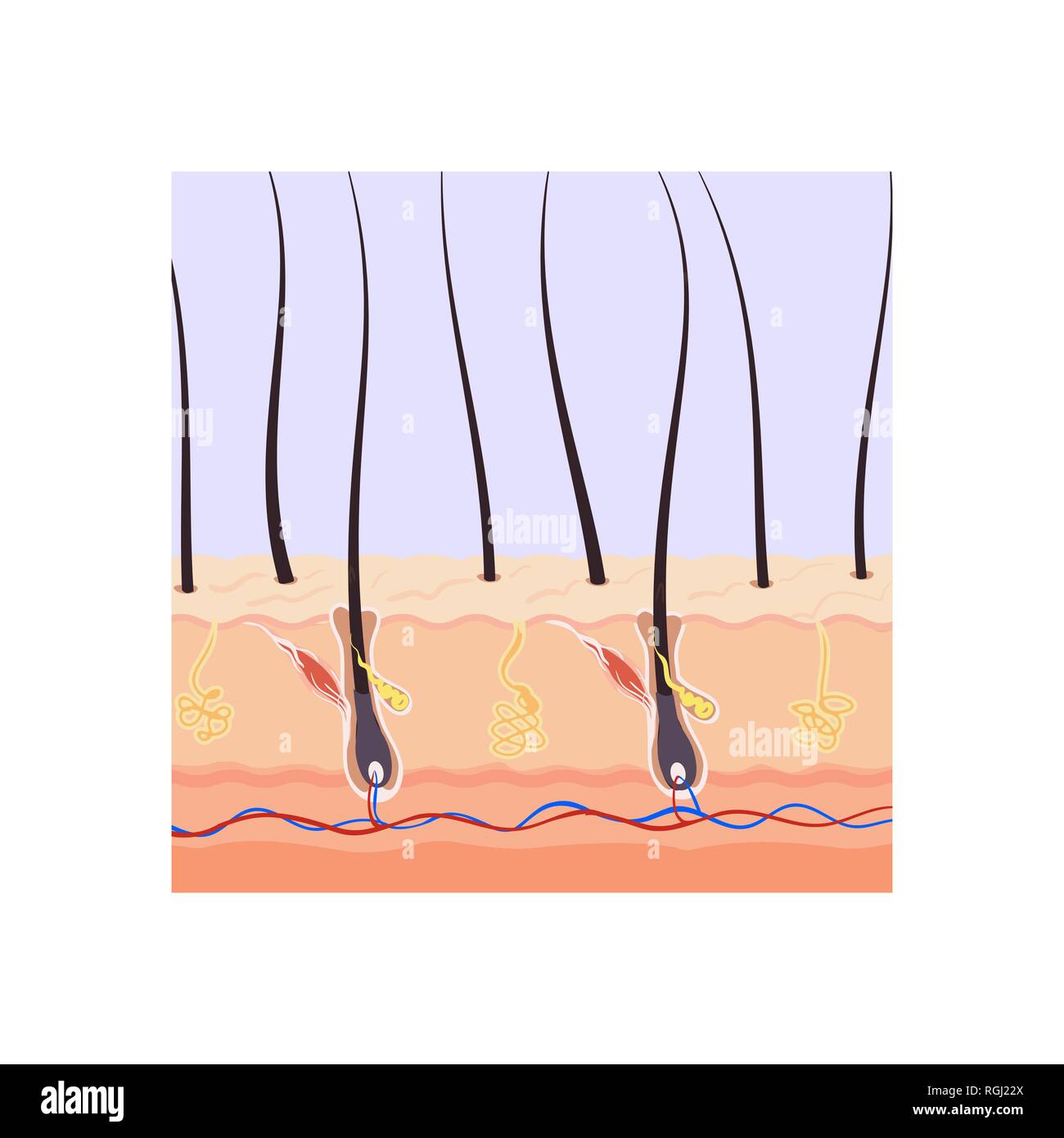 Scheme of the structure of the hair root in the skin layer color vector ...