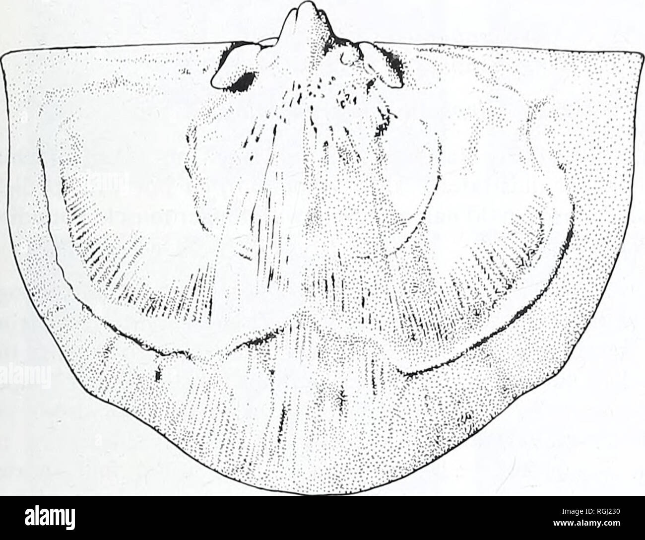 Burma reed hi-res stock photography and images - Alamy