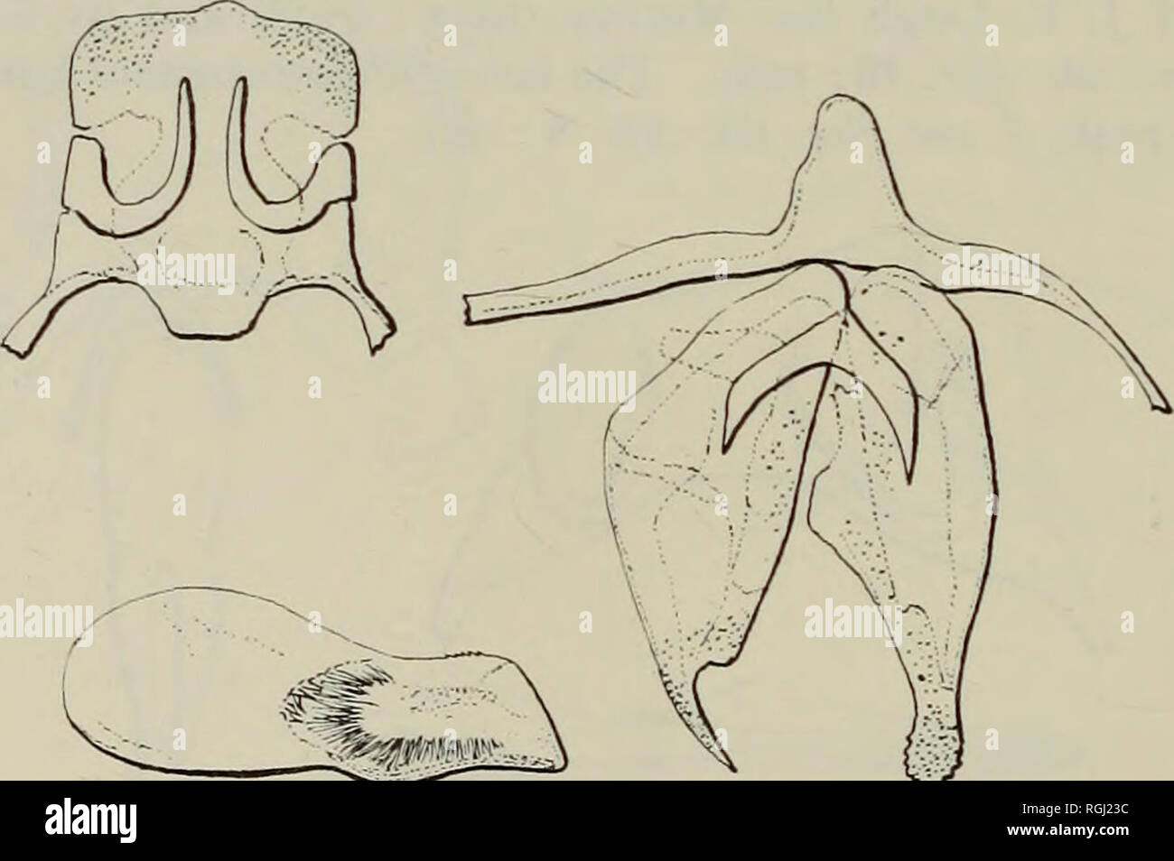 Capys hi-res stock photography and images - Alamy