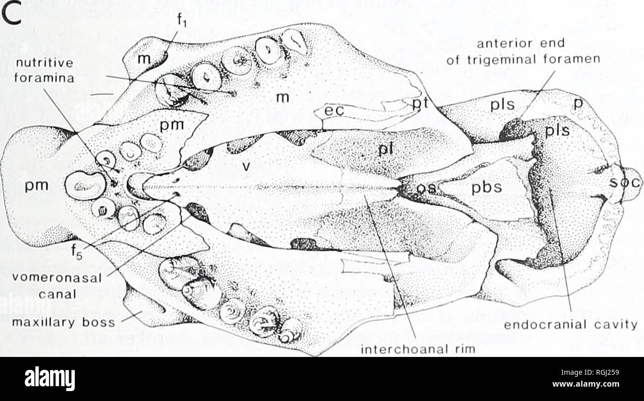 . Bulletin of the British Museum (Natural History). Geology.. maxillary ...