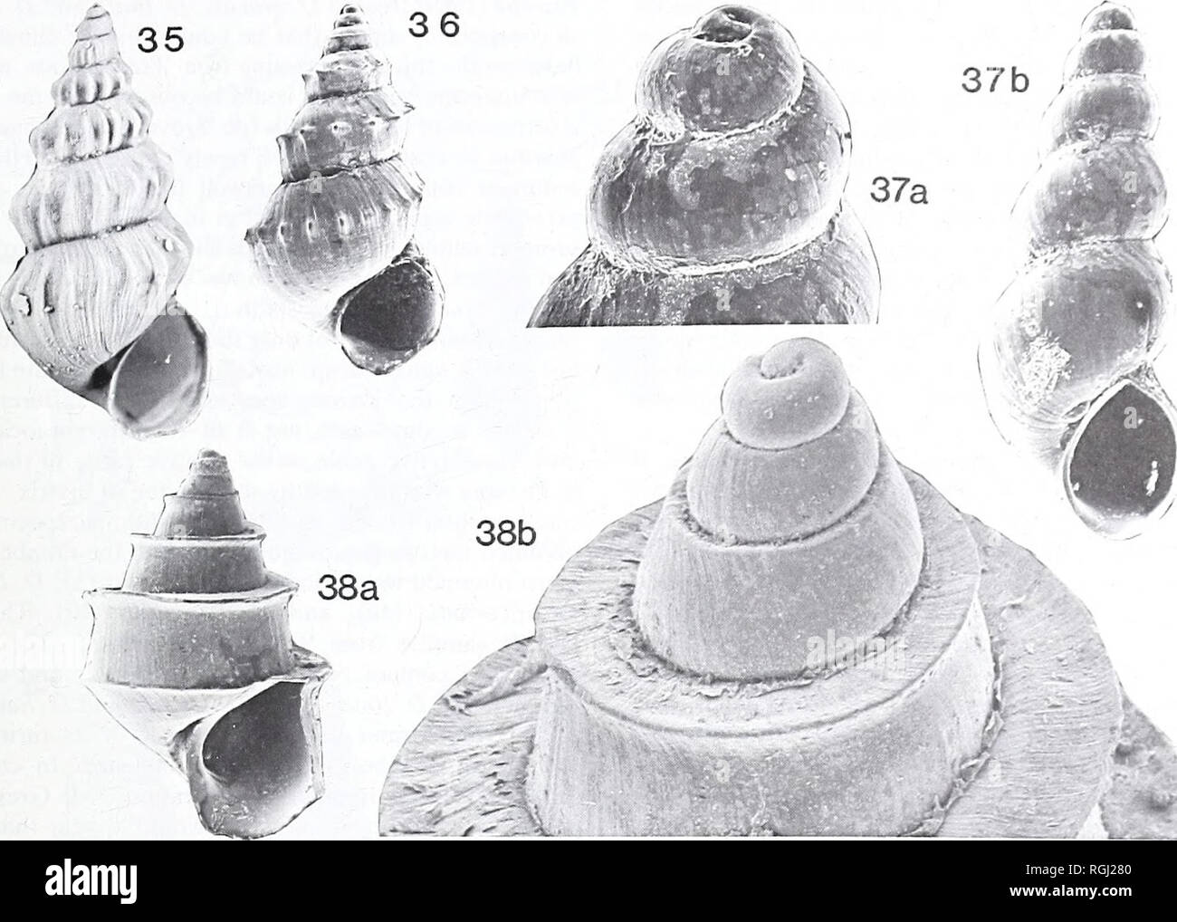 Carinifera hi-res stock photography and images - Alamy