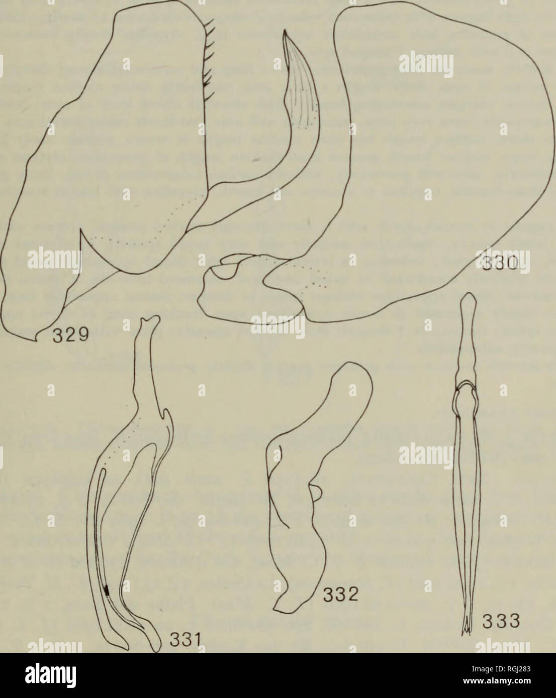 Gonopore hi-res stock photography and images - Alamy