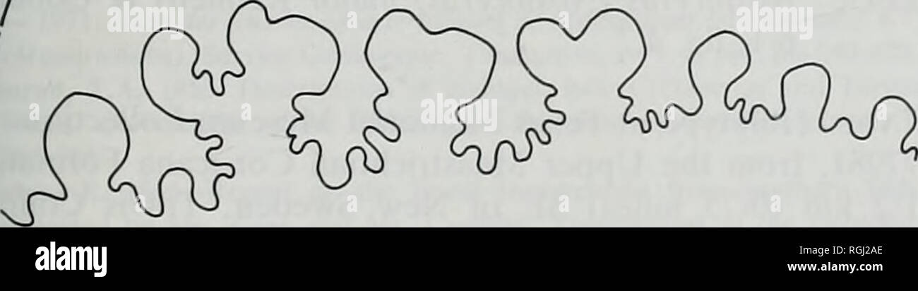 Sphenodiscus sp hi-res stock photography and images - Alamy