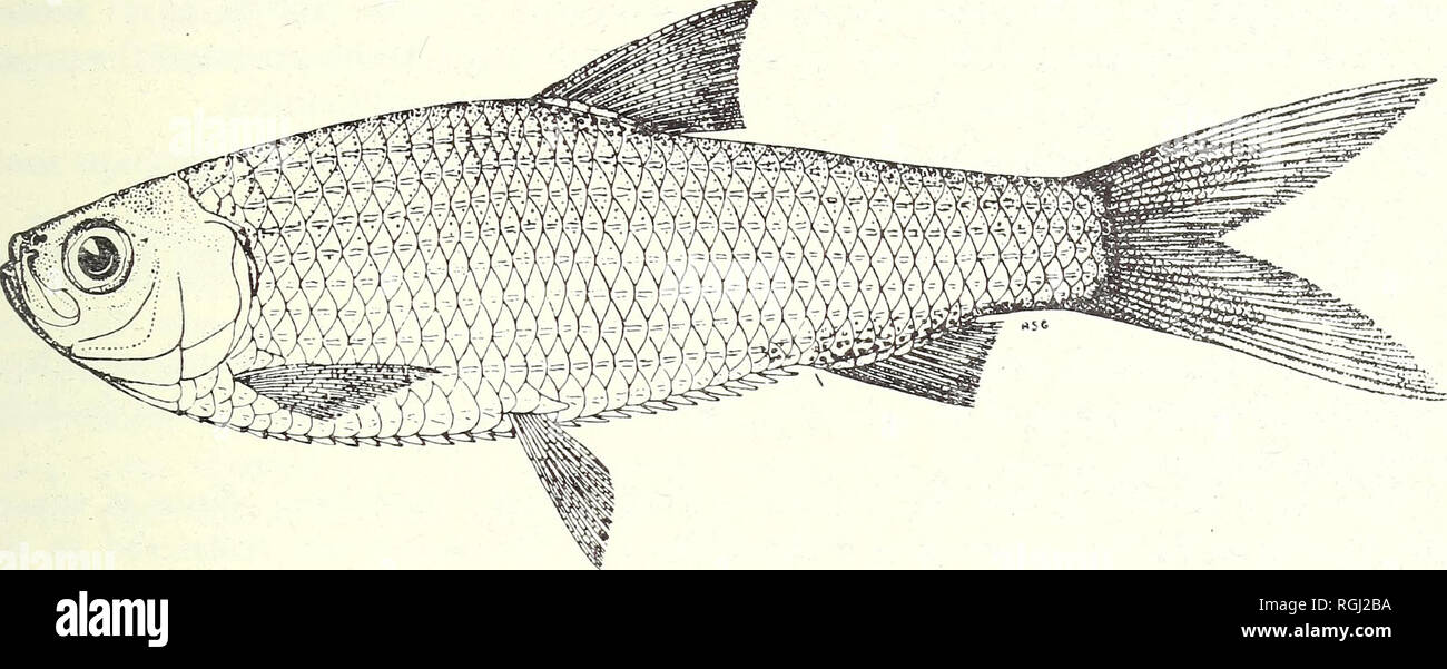 . Bulletin of the British Museum (Natural History). Zoology ...