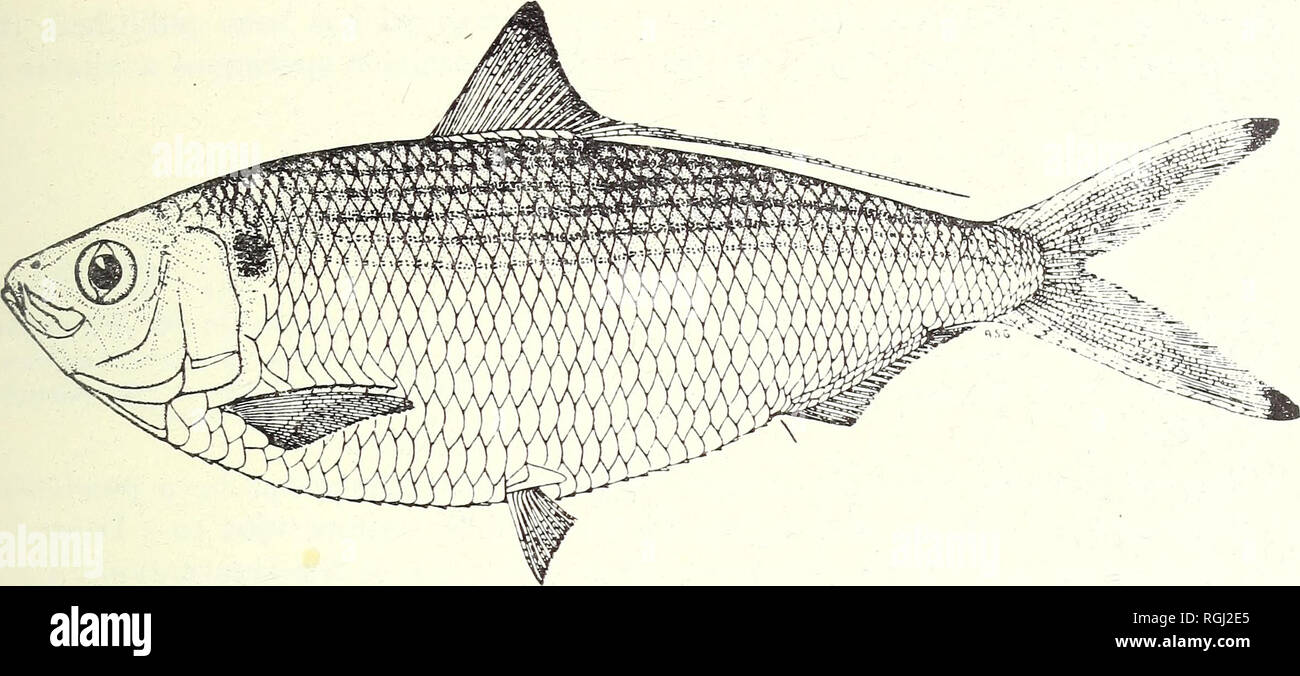 . Bulletin of the British Museum (Natural History). Zoology ...