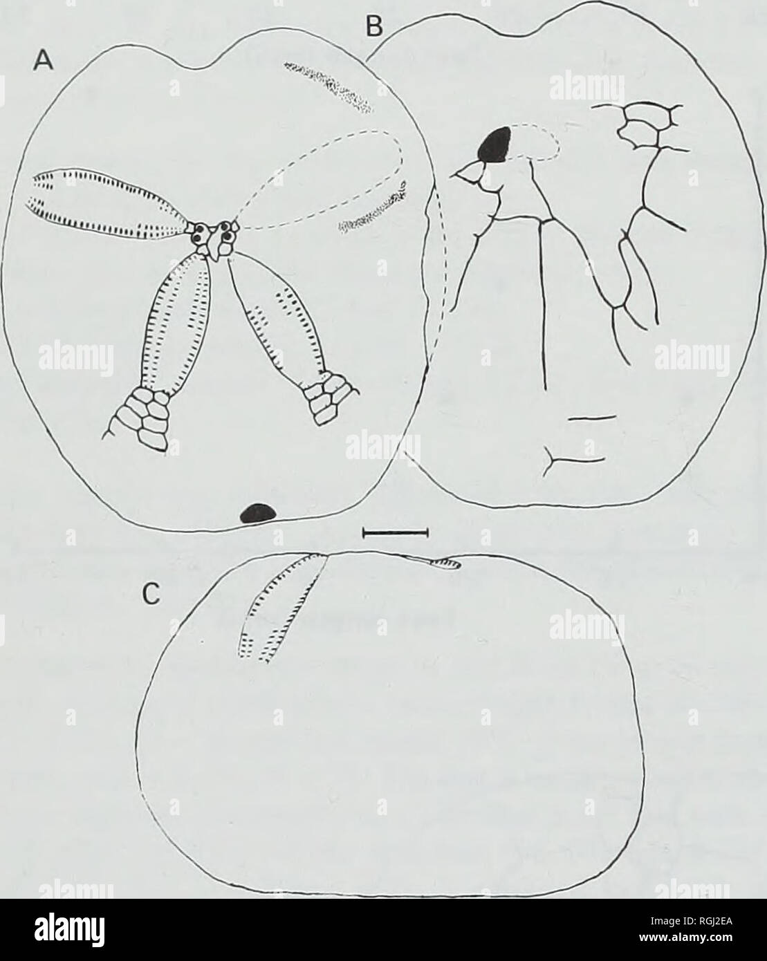 . Bulletin of the British Museum (Natural History), Geology. Fig. 84 ...