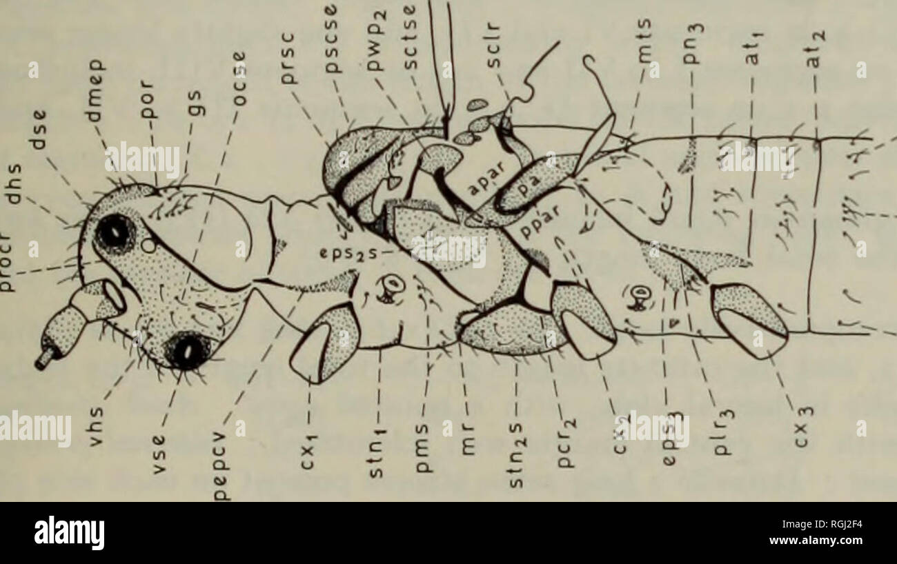 . Bulletin of the British Museum (Natural History) Entom Supp. OF ...
