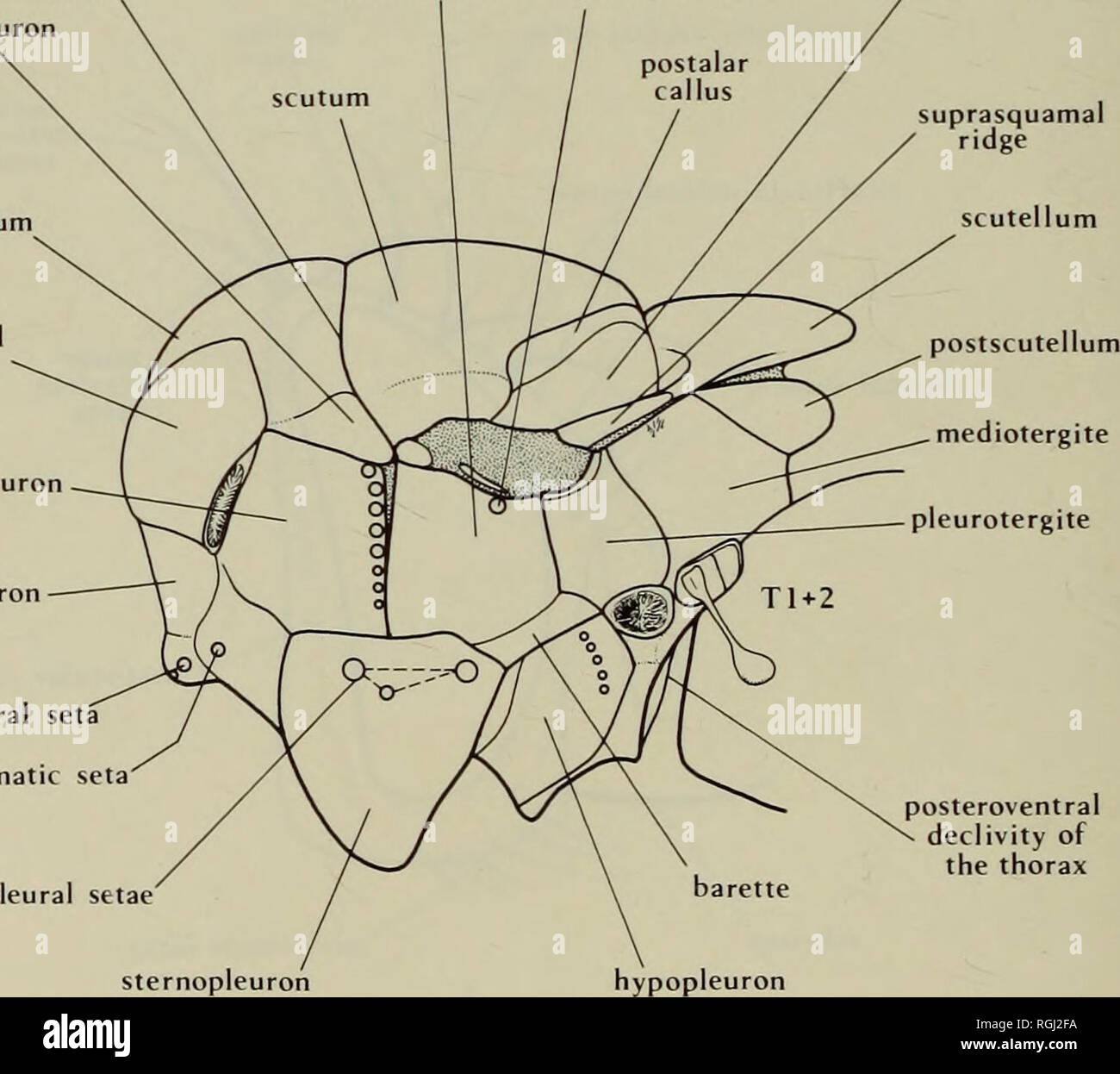 . Bulletin of the British Museum (Natural History) Entom Supp ...