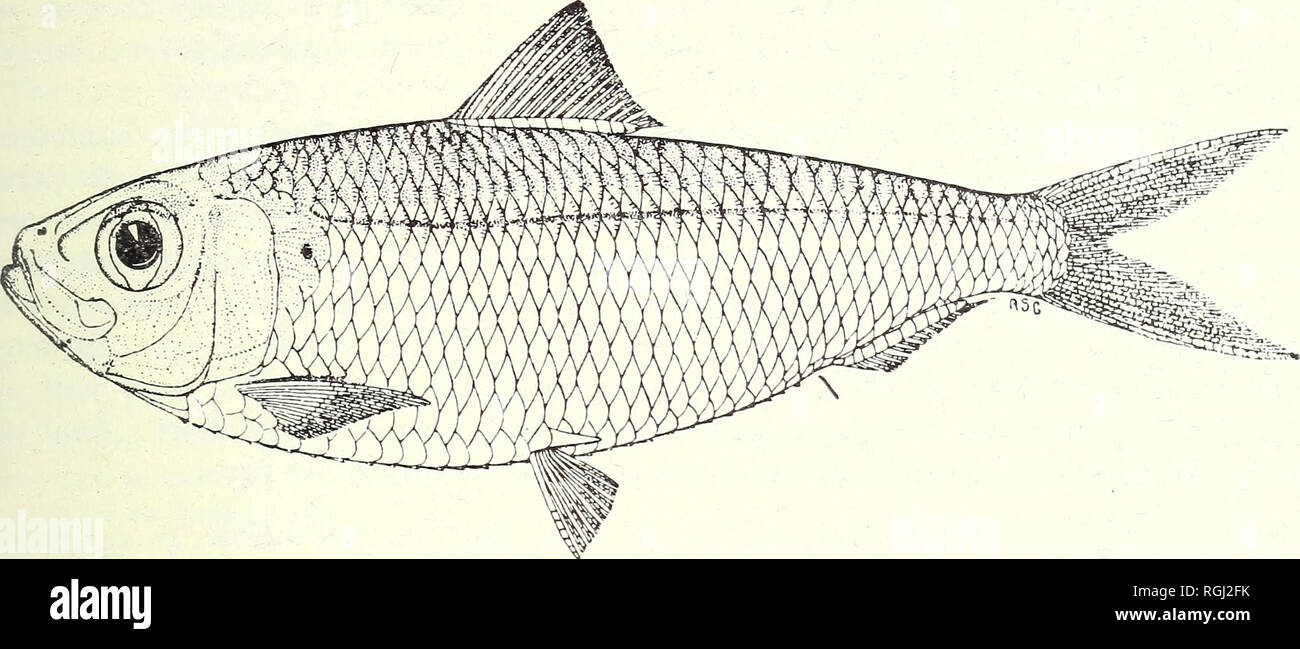 . Bulletin of the British Museum (Natural History). Zoology ...