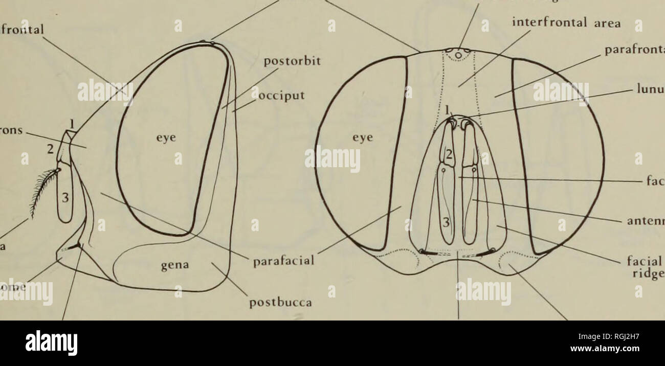. Bulletin of the British Museum (Natural History) Entom Supp ...