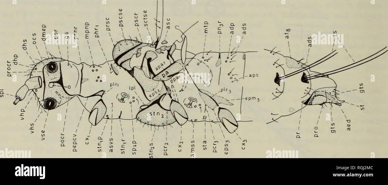 Apical claw hi-res stock photography and images - Alamy