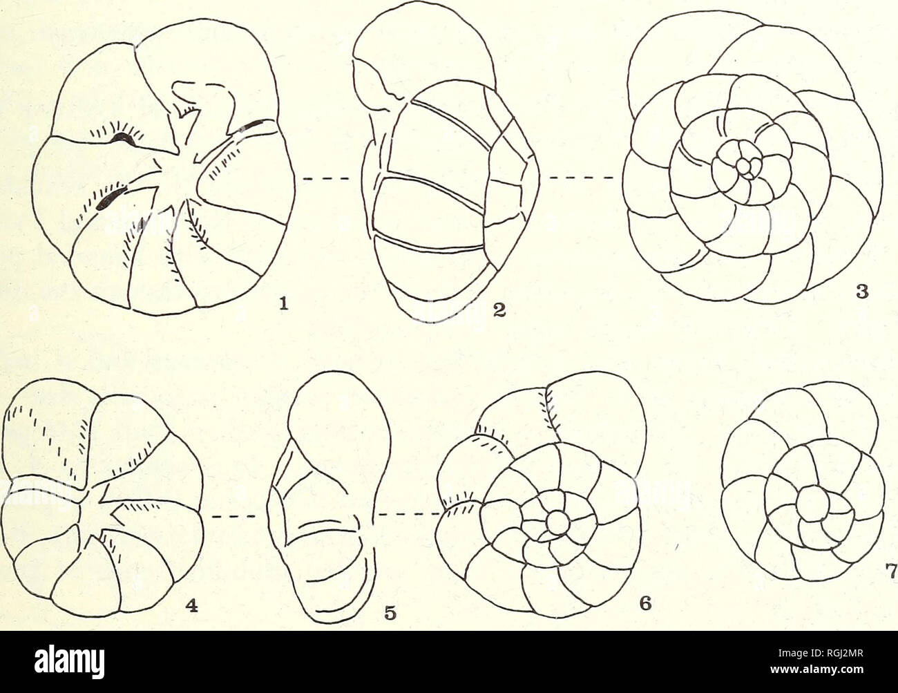 Foraminifera Test Diagram