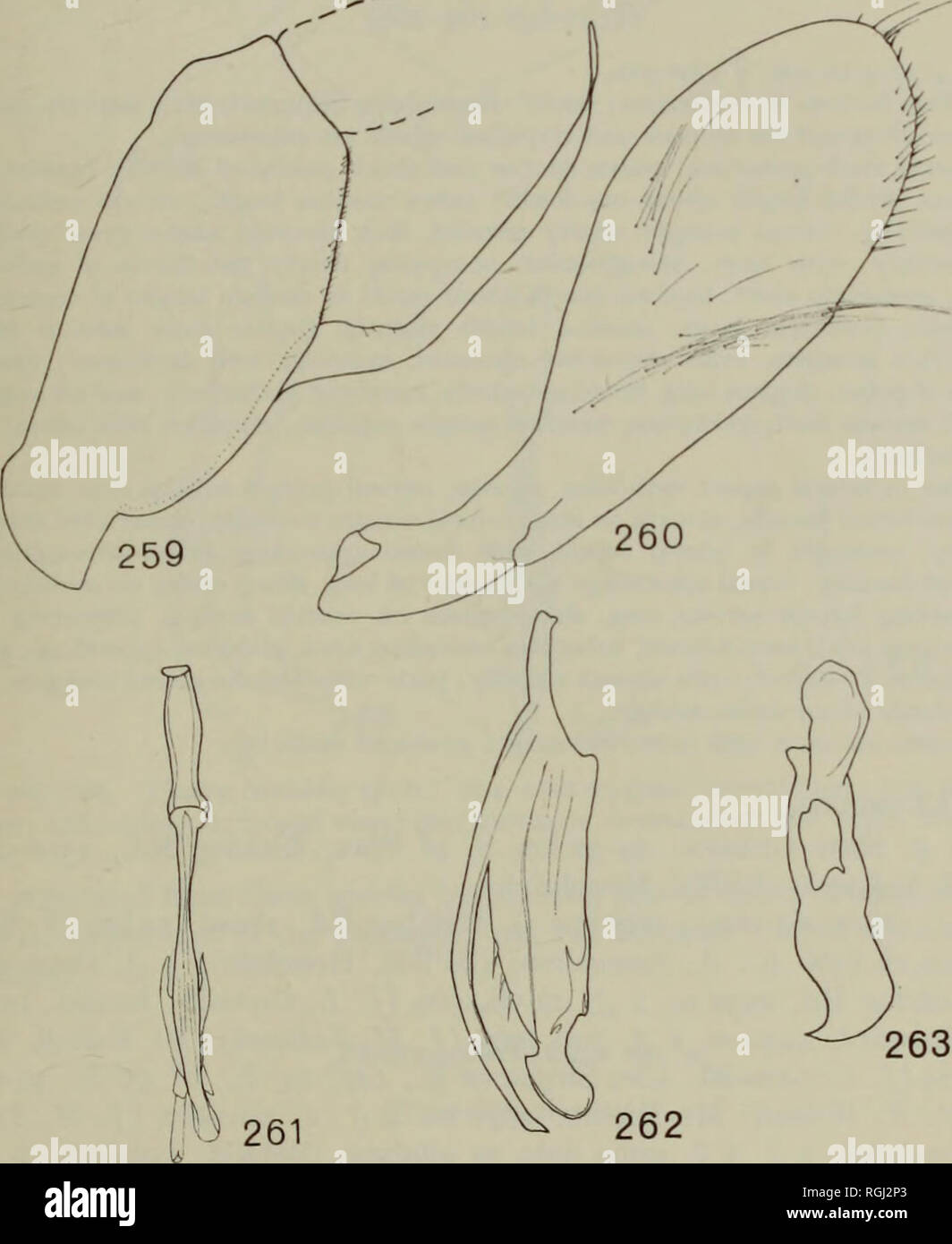 . Bulletin of the British Museum (Natural History) Entom Supp. REVISION ...