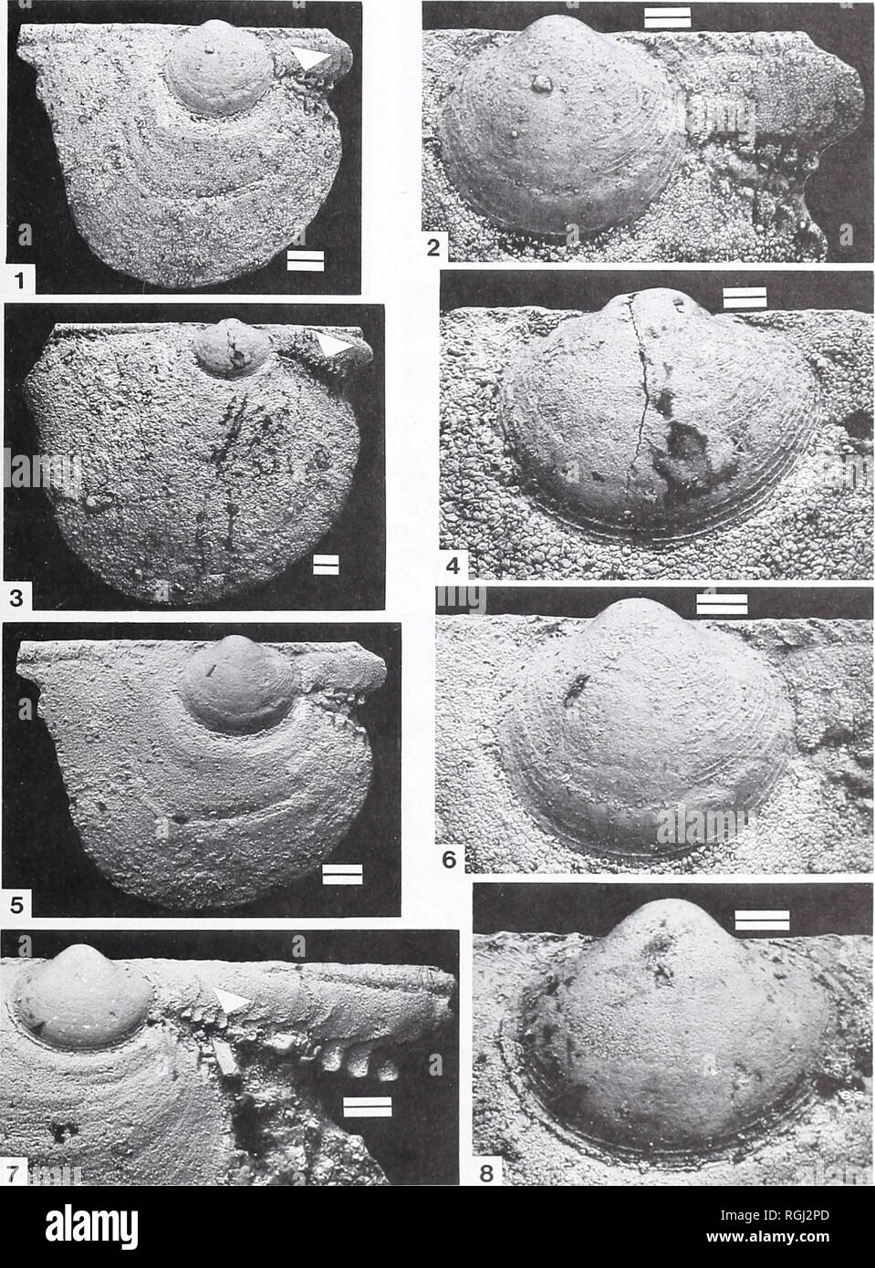 . Bulletin of the British Museum (Natural History). Geology.. LARVAL ...