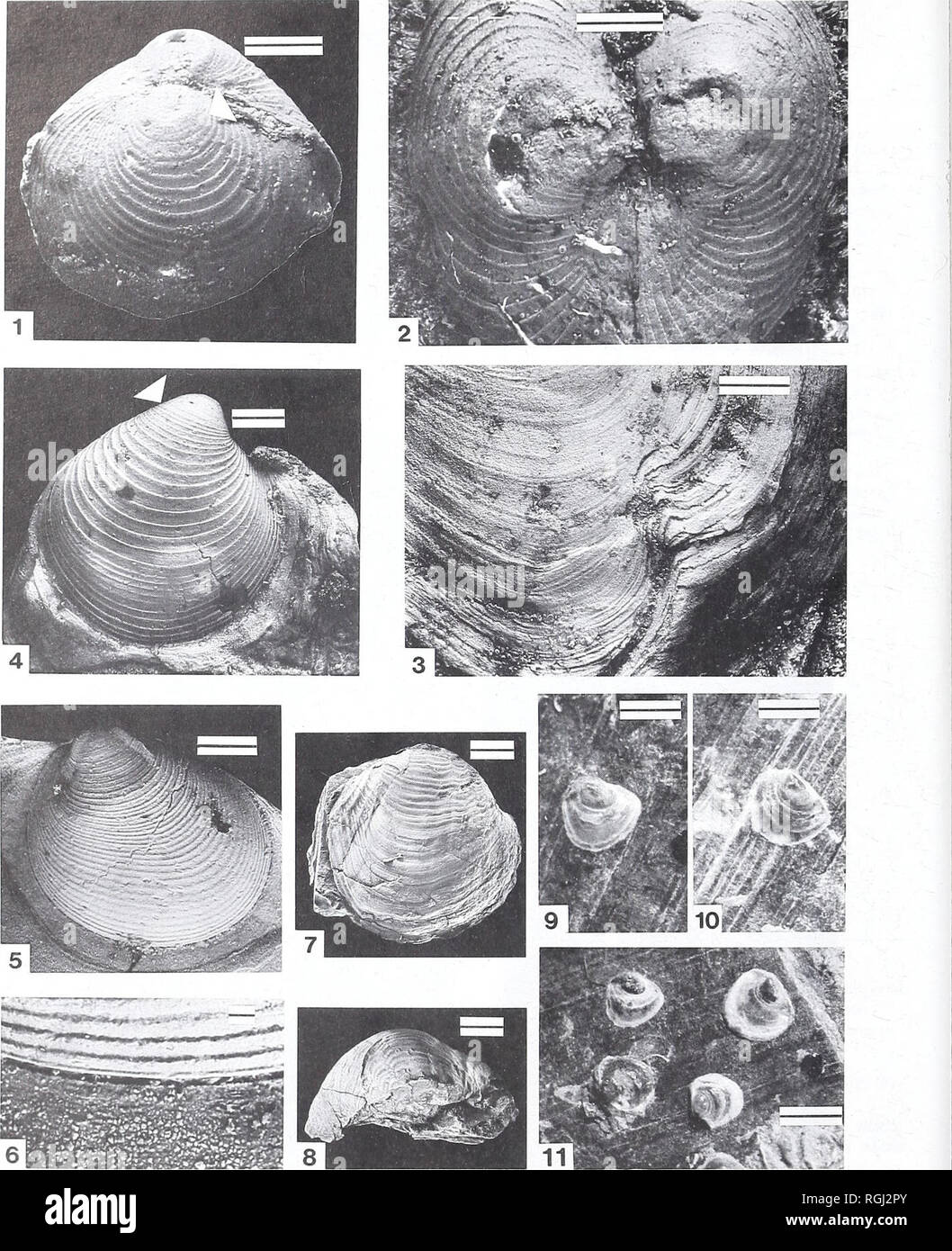 . Bulletin of the British Museum (Natural History). Geology.. 62 C. p ...