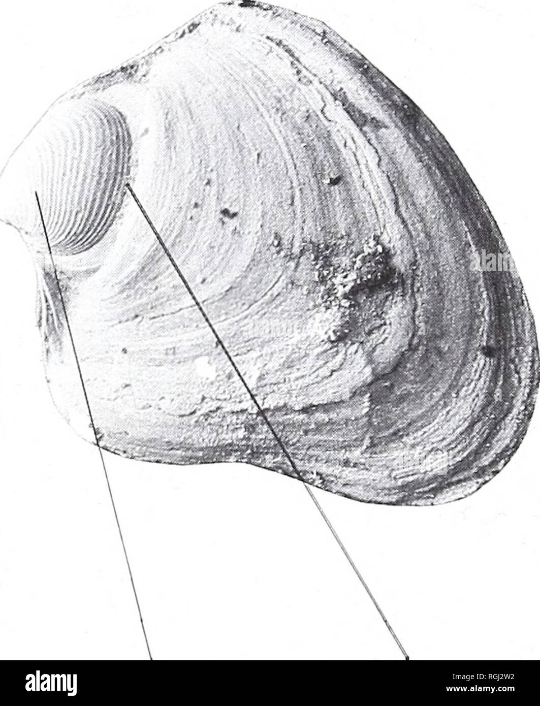 Pediveliger hi-res stock photography and images - Alamy