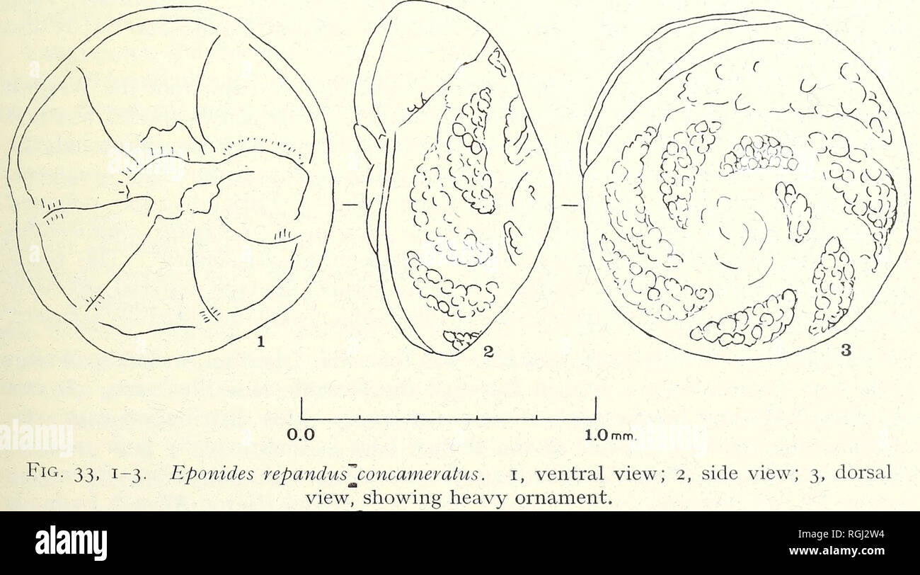. Bulletin of the British Museum (Natural History). Zoology ...