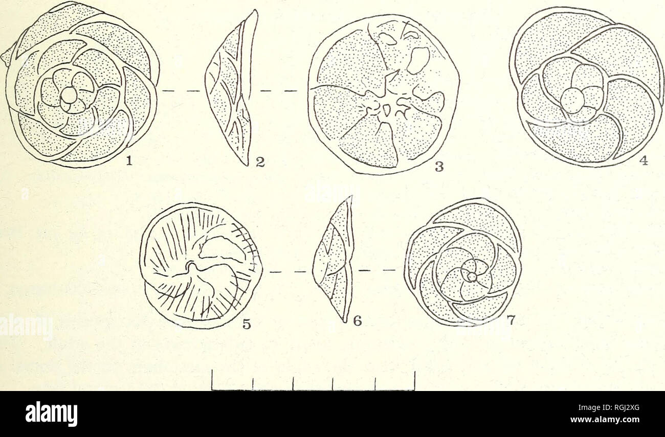 Recent foraminifera hi-res stock photography and images - Alamy