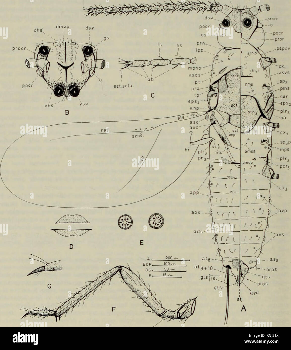 . Bulletin of the British Museum (Natural History) Entom Supp. 128 ...