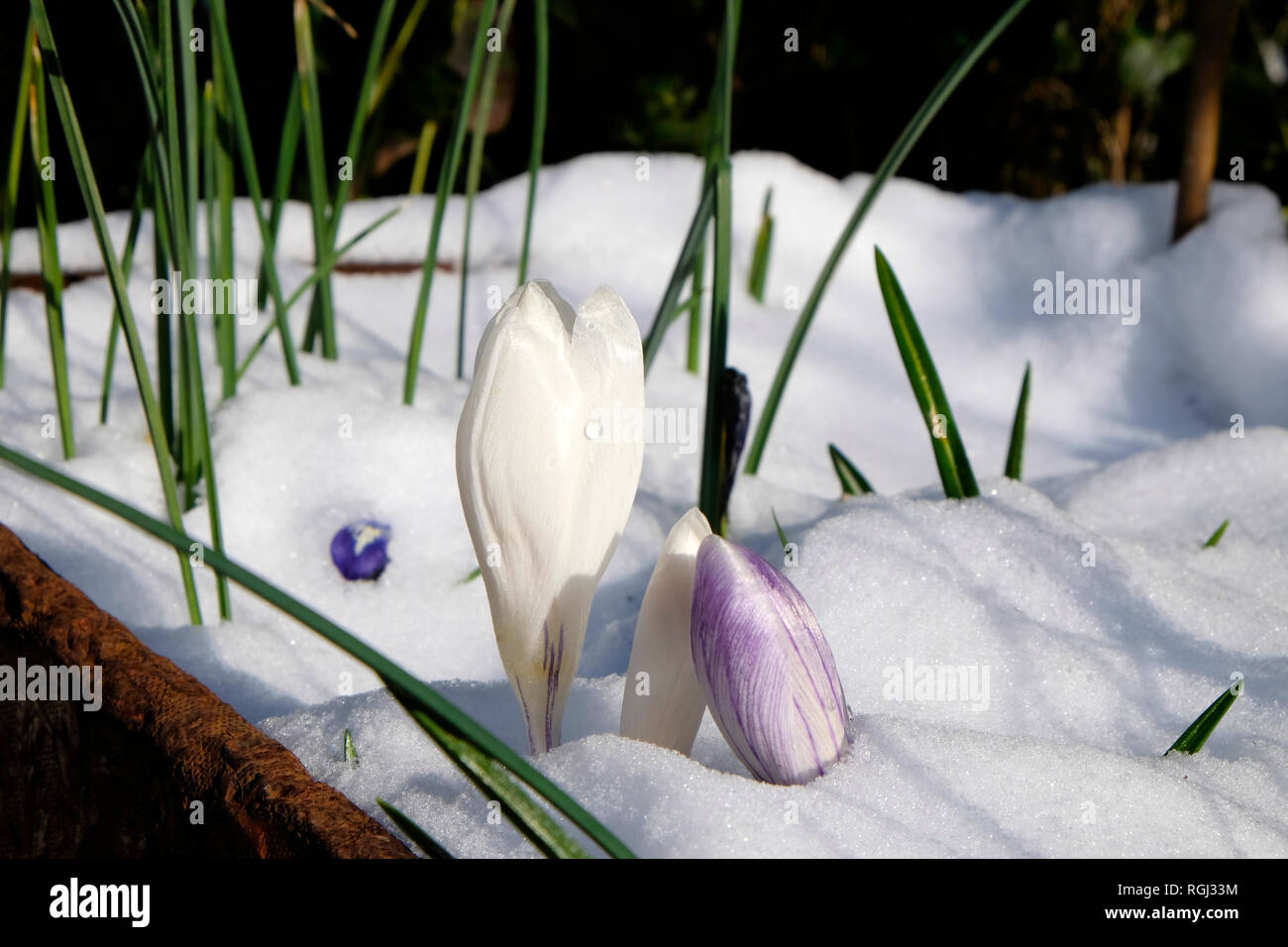 Purple crocuses in the snow hi-res stock photography and images - Alamy