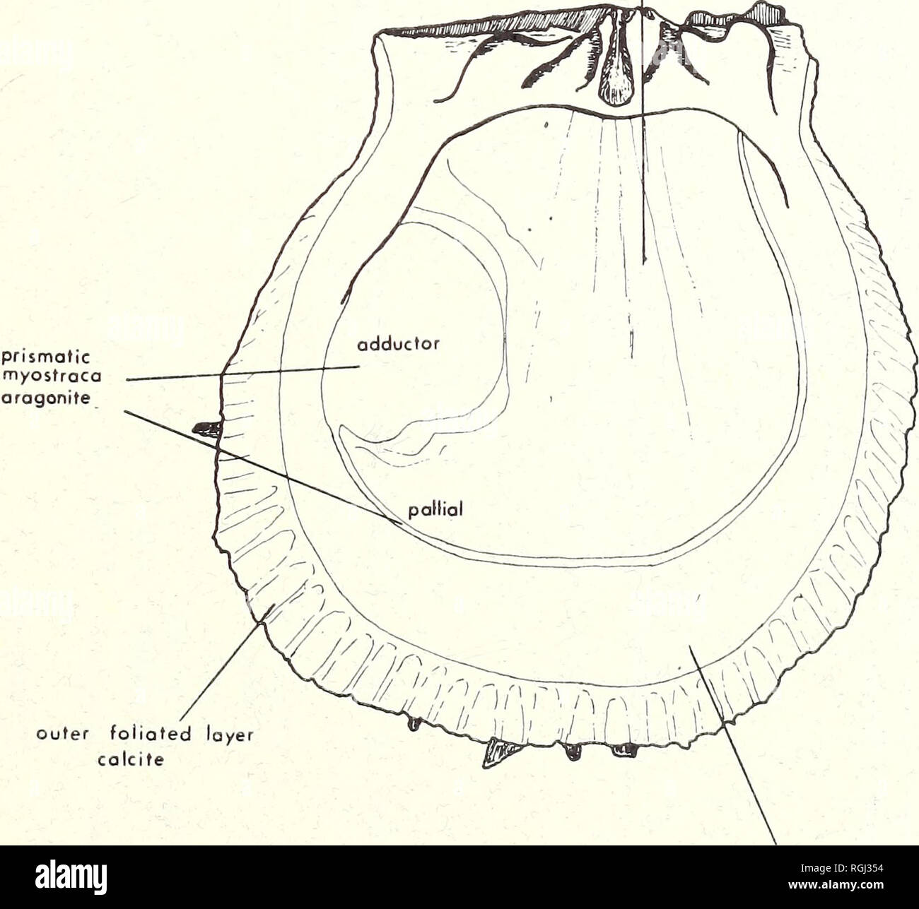 . Bulletin of the British Museum (Natural History). Zoology ...