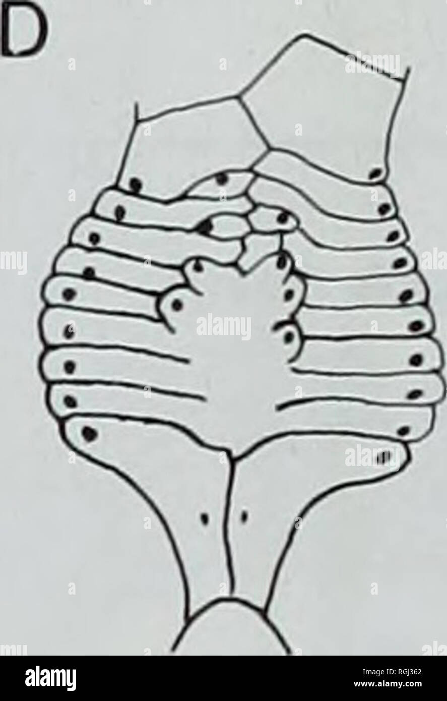 Phyllode hi-res stock photography and images - Alamy