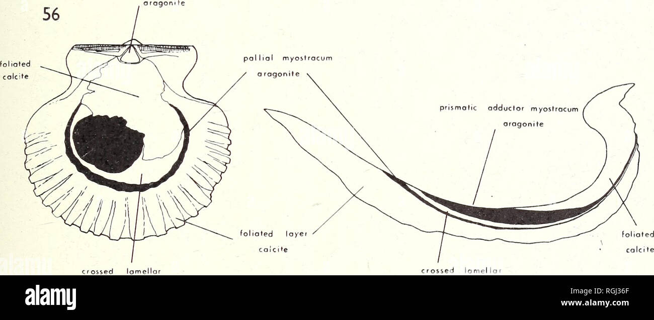 Aragonite Structure