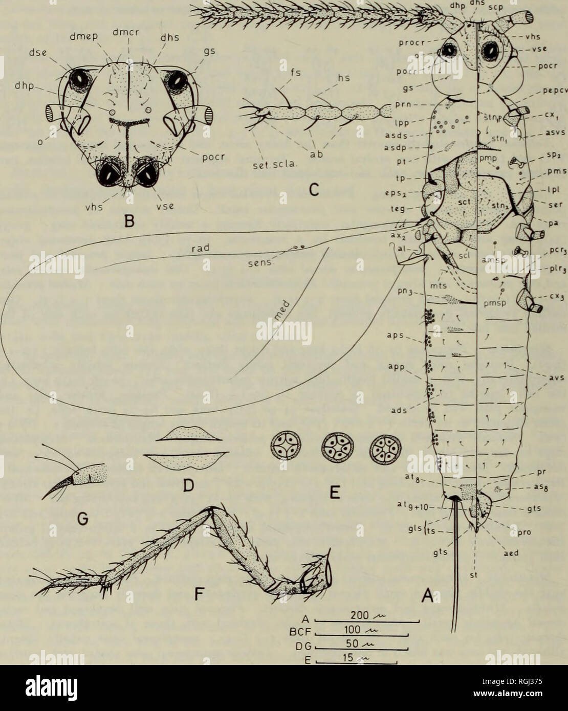 Nipaecoccus nipae hi-res stock photography and images - Alamy