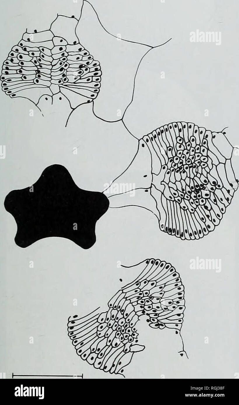 . Bulletin of the British Museum (Natural History), Geology. Fig. 62 ...