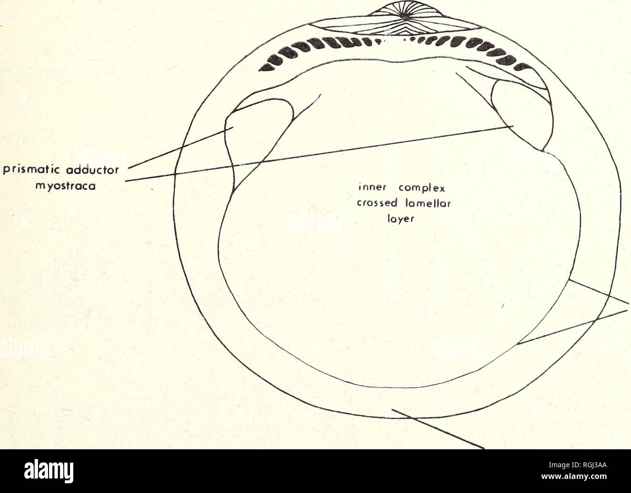 . Bulletin of the British Museum (Natural History). Zoology ...
