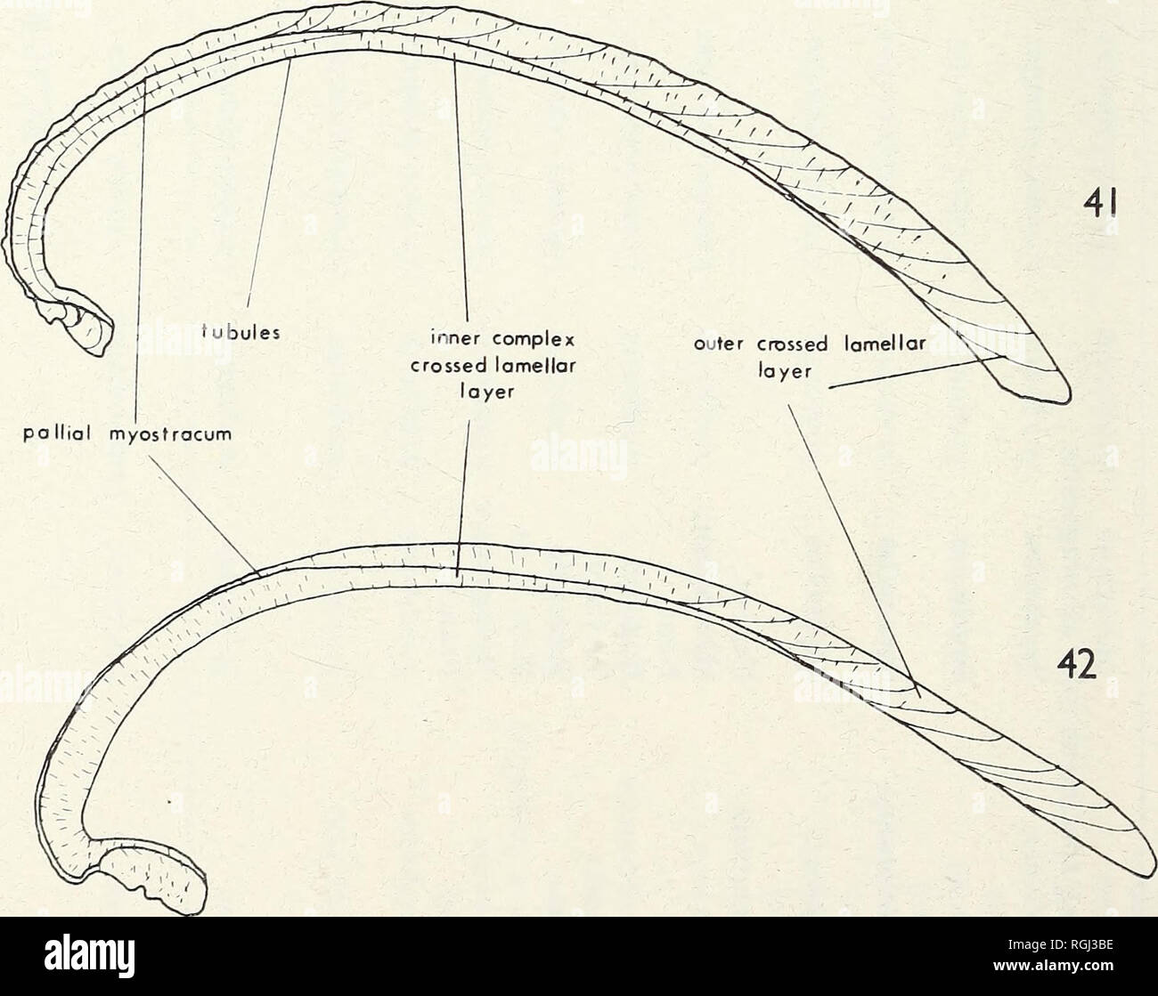 Cucullaea labiata hi-res stock photography and images - Alamy