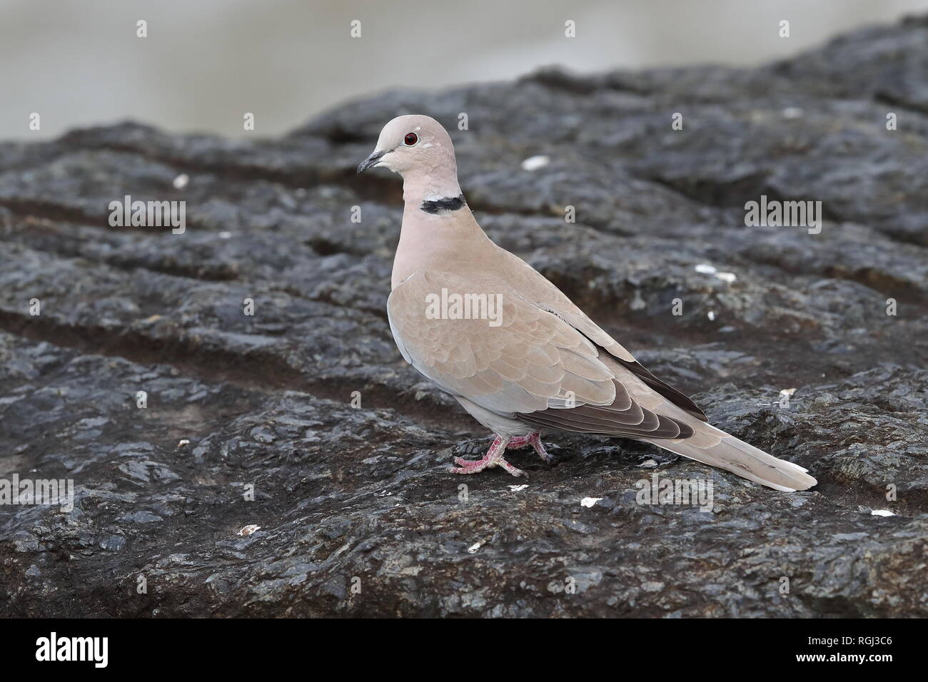 Collared doves uk hi-res stock photography and images - Alamy