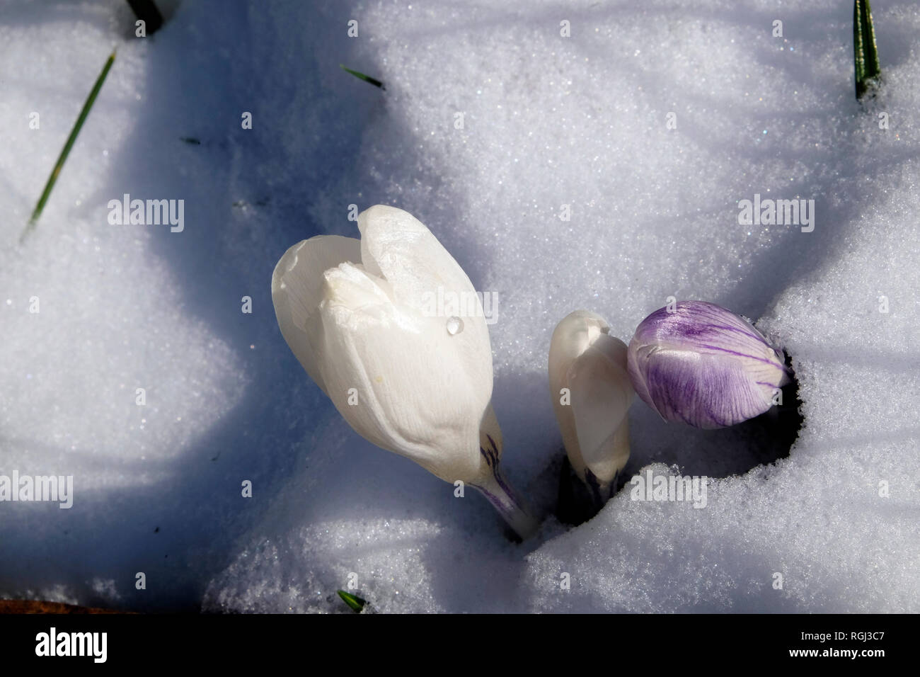 Purple crocuses in the snow hi-res stock photography and images - Alamy