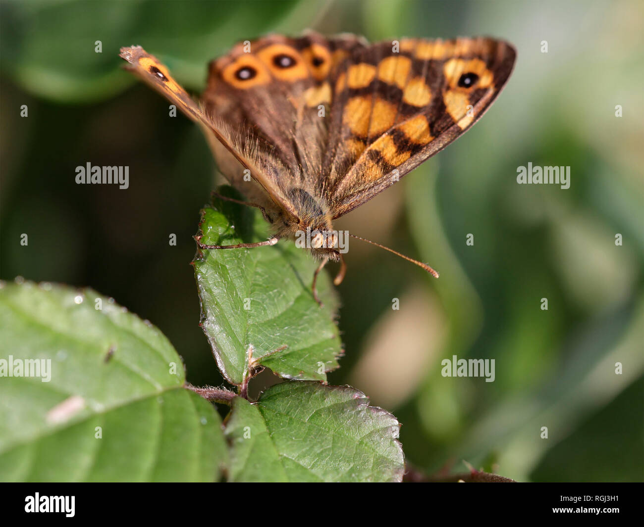 Small orange butterfly hi-res stock photography and images - Alamy