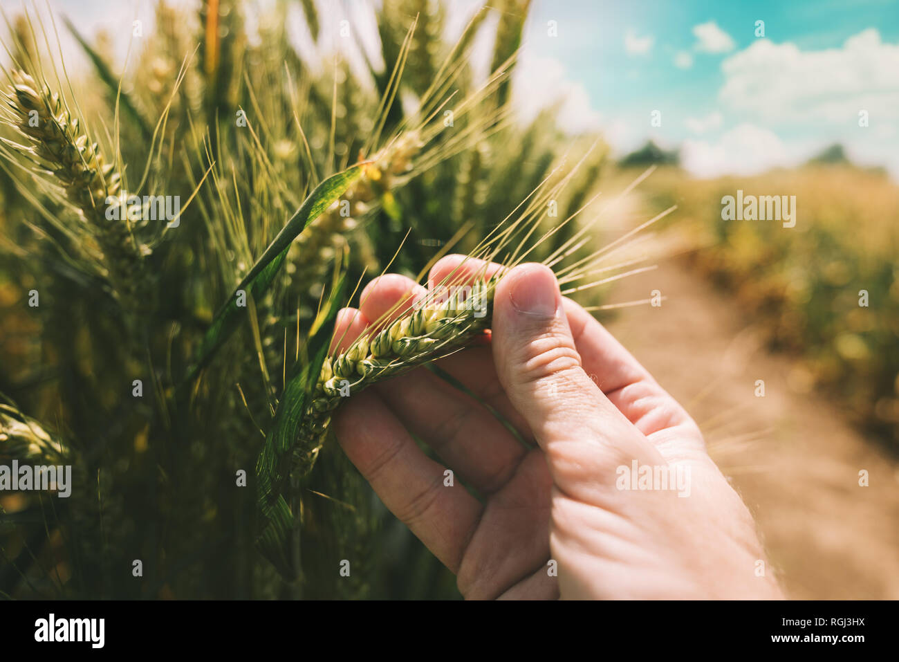 Farmer is examining wheat crop development in cultivated field. Close ...