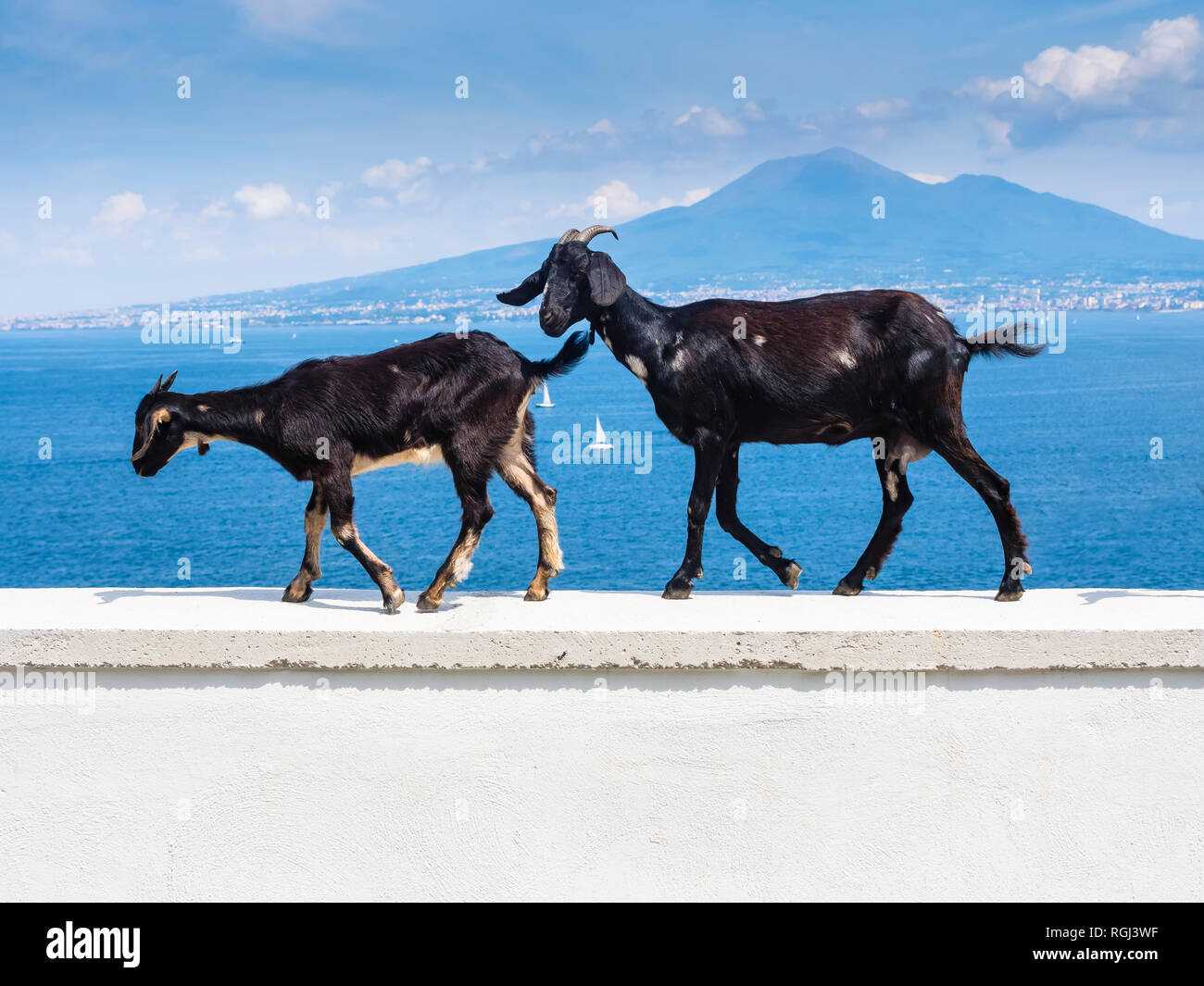 Italy, Campania, Naples, two goats walking on wall, Vesuvius in the ...