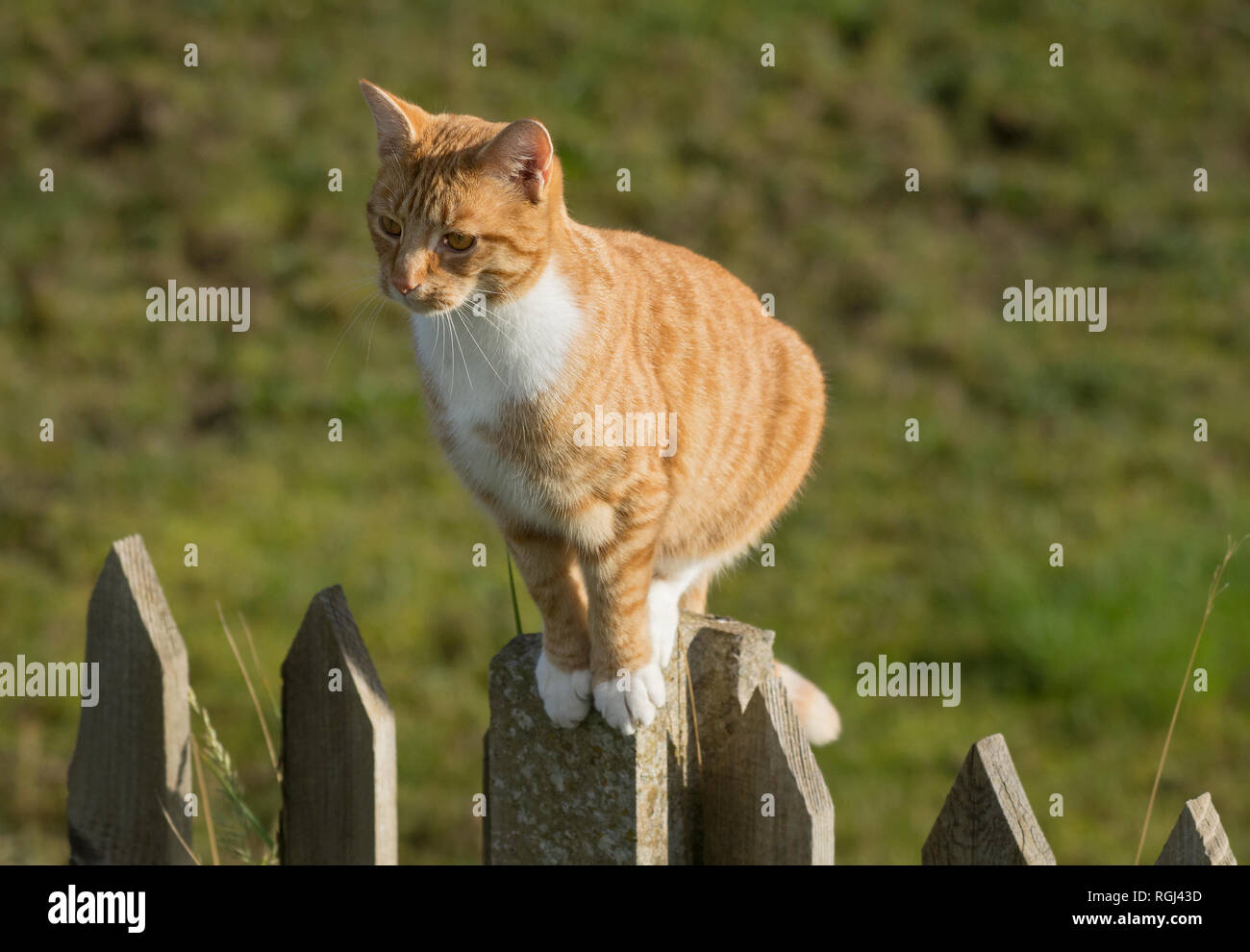 cat sat on a garden fence in the UK Stock Photo - Alamy