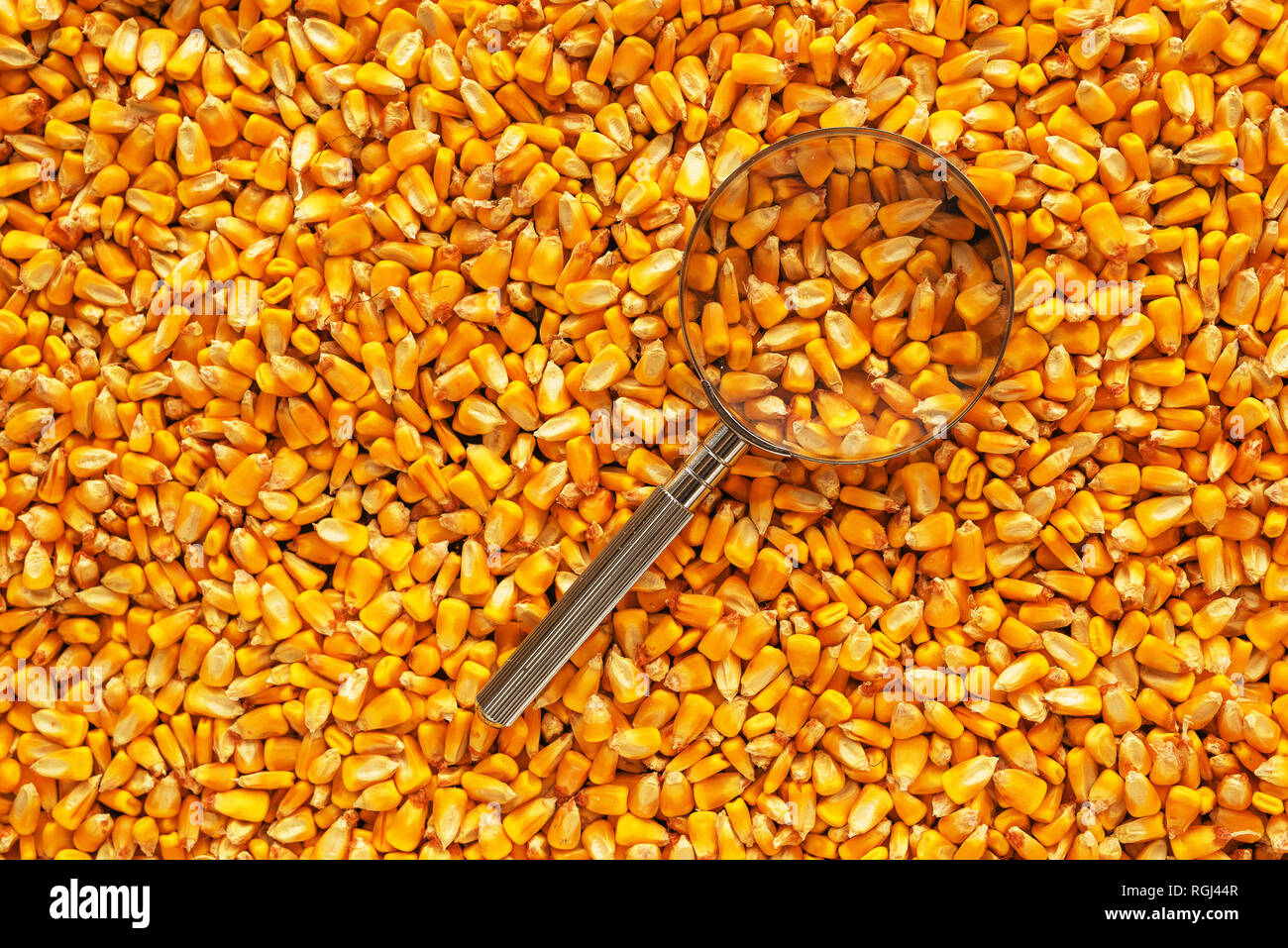 Corn harvest pile hi-res stock photography and images - Alamy