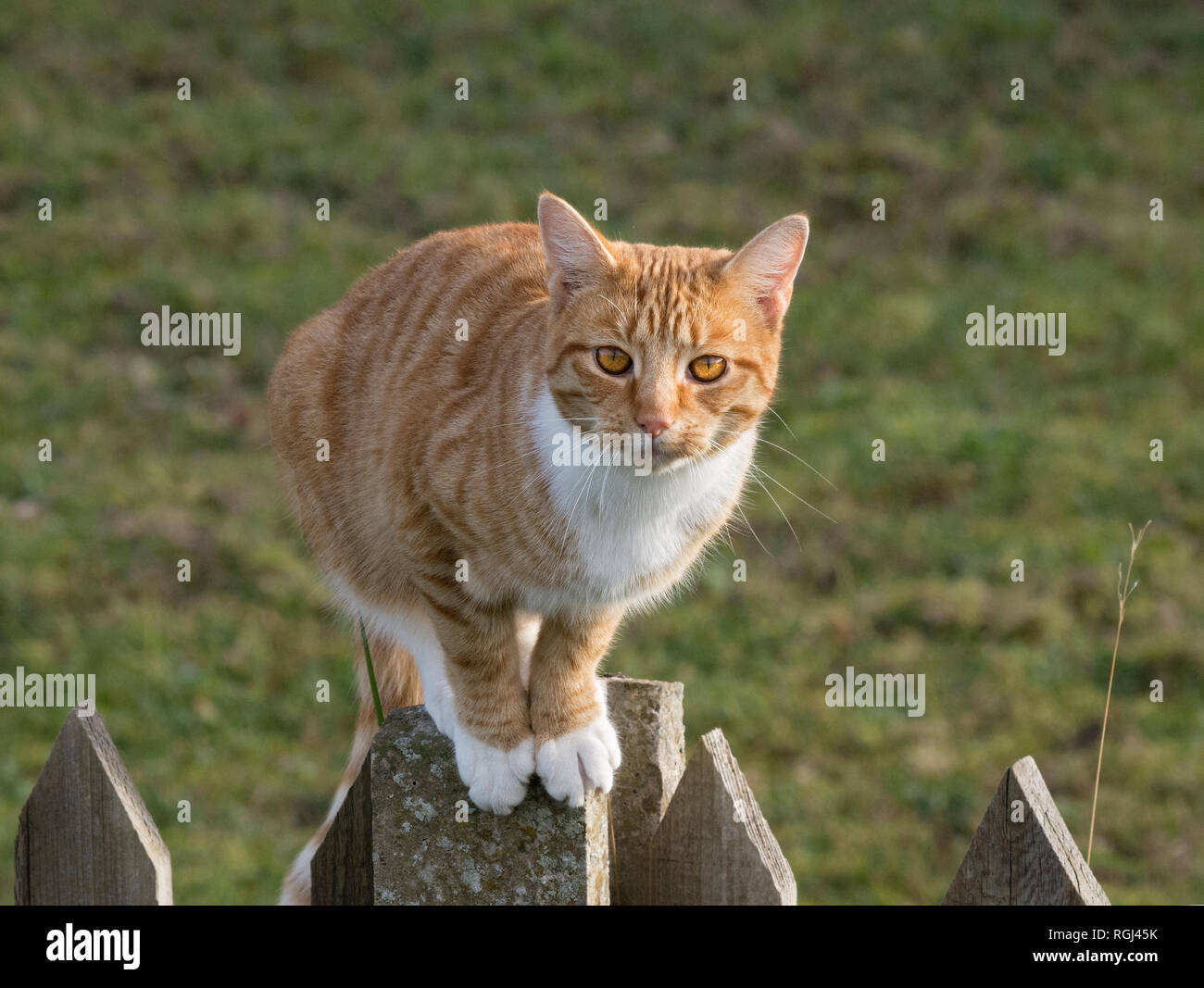 Ginger cat on ginger fence hi-res stock photography and images - Alamy