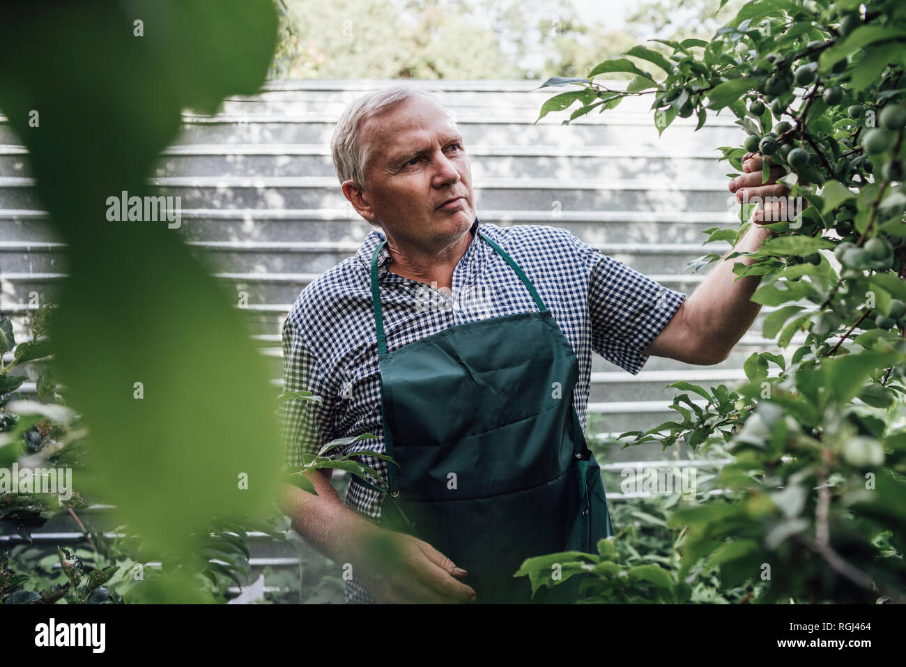 The gardener and the tree hi-res stock photography and images - Alamy