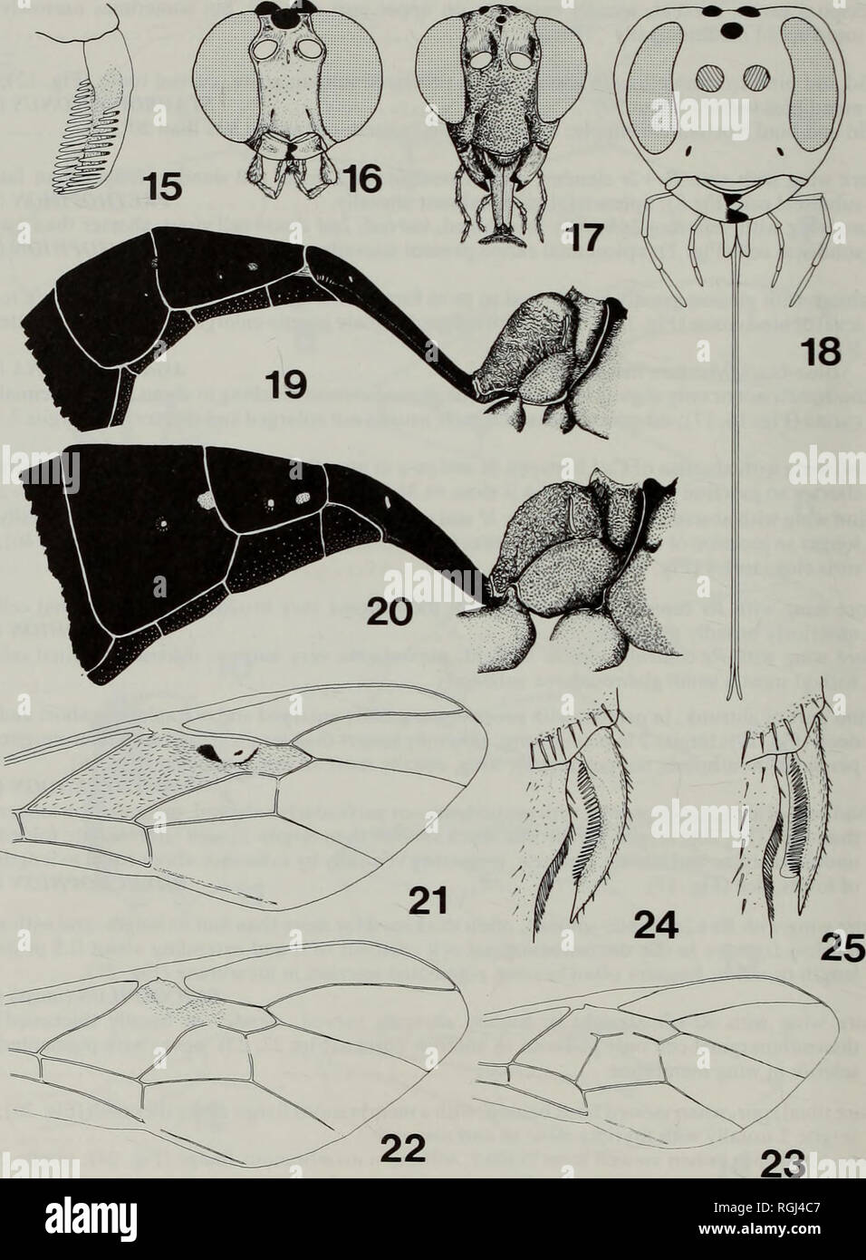 Tibial spur hi-res stock photography and images - Alamy