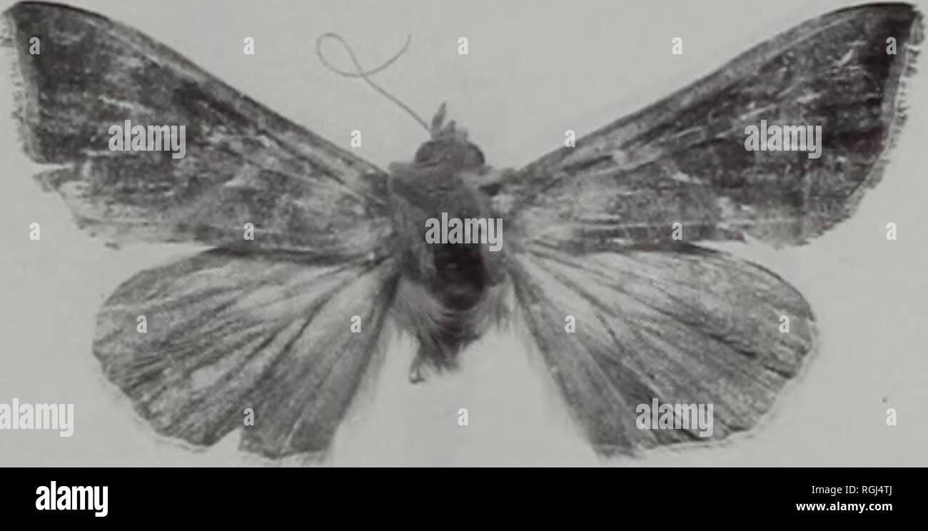 Argyrogramma verruca hi-res stock photography and images - Alamy