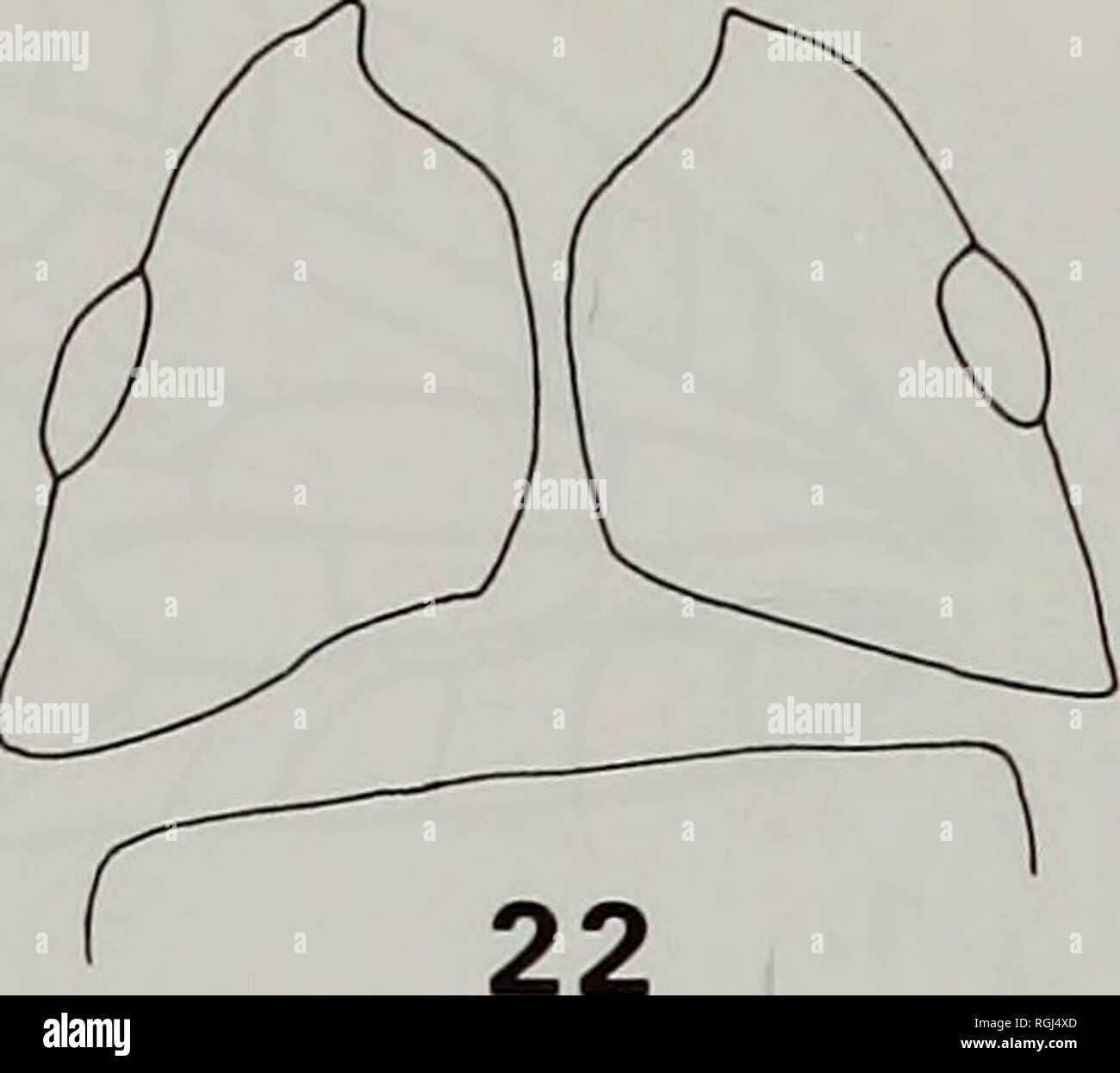 Tympanal hi-res stock photography and images - Alamy