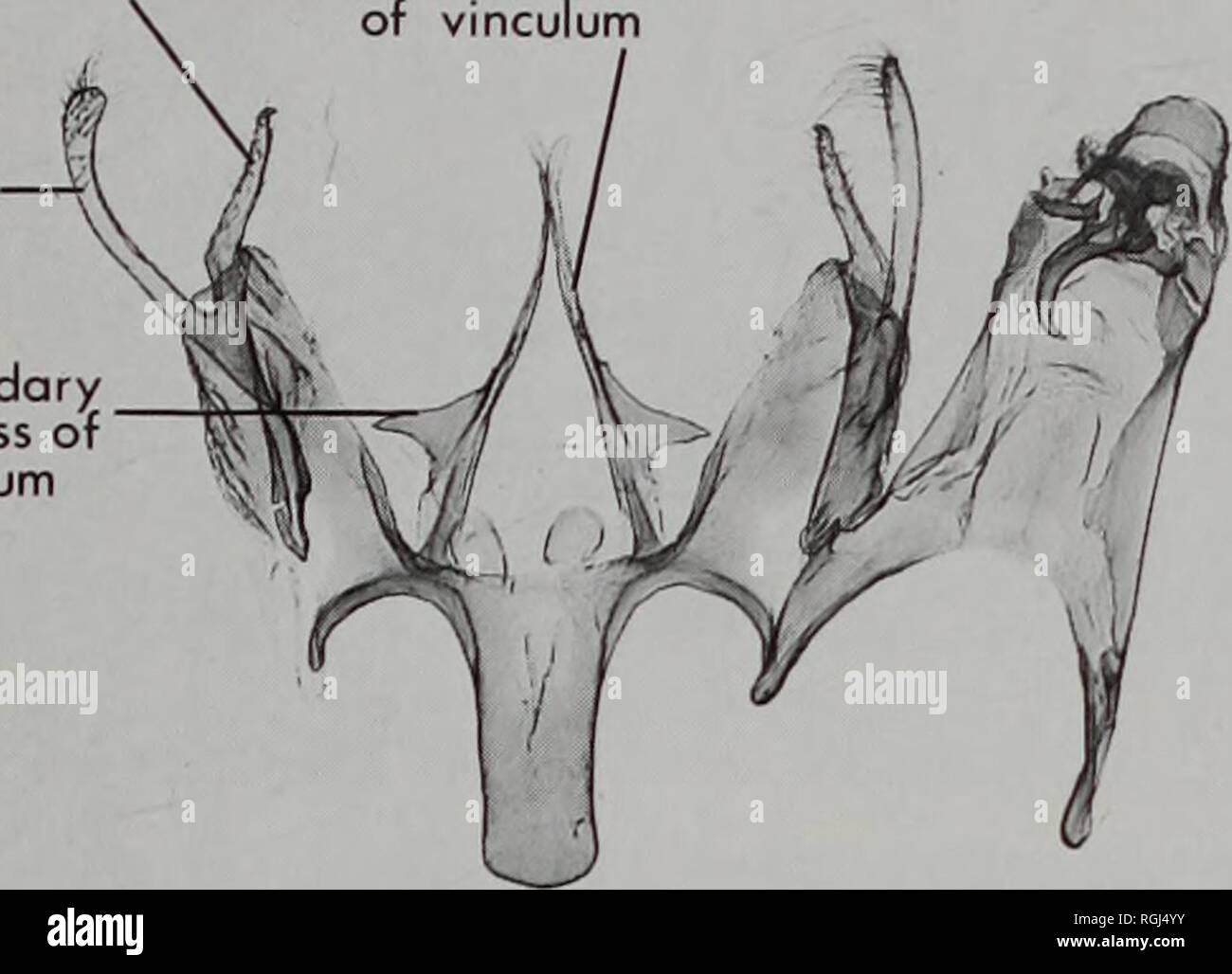 Vinculum hi-res stock photography and images - Alamy