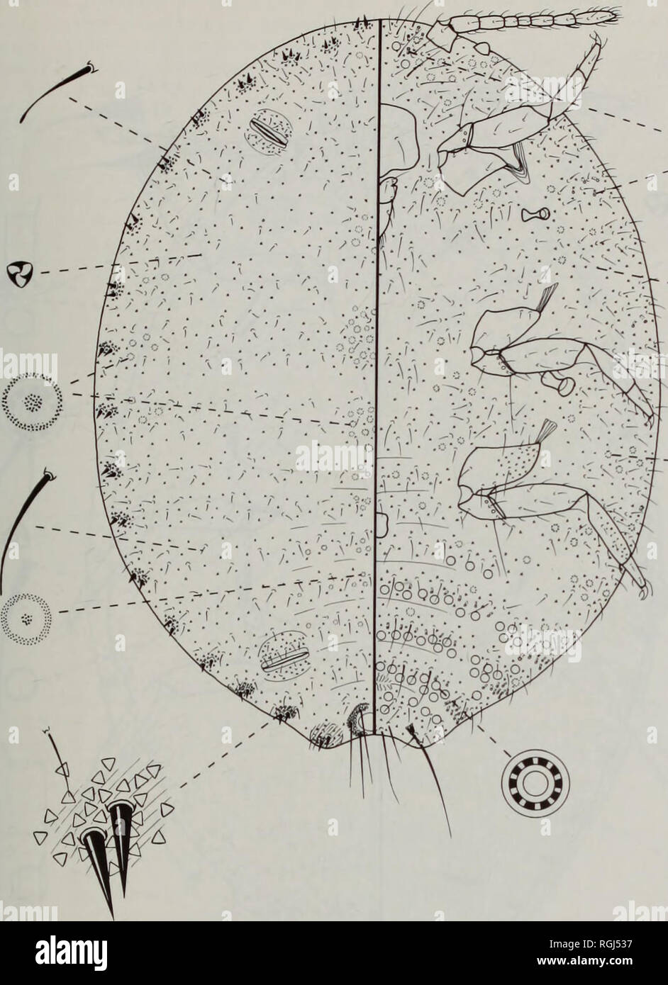 . Bulletin of the British Museum (Natural History) Entomology. MEALYBUG ...