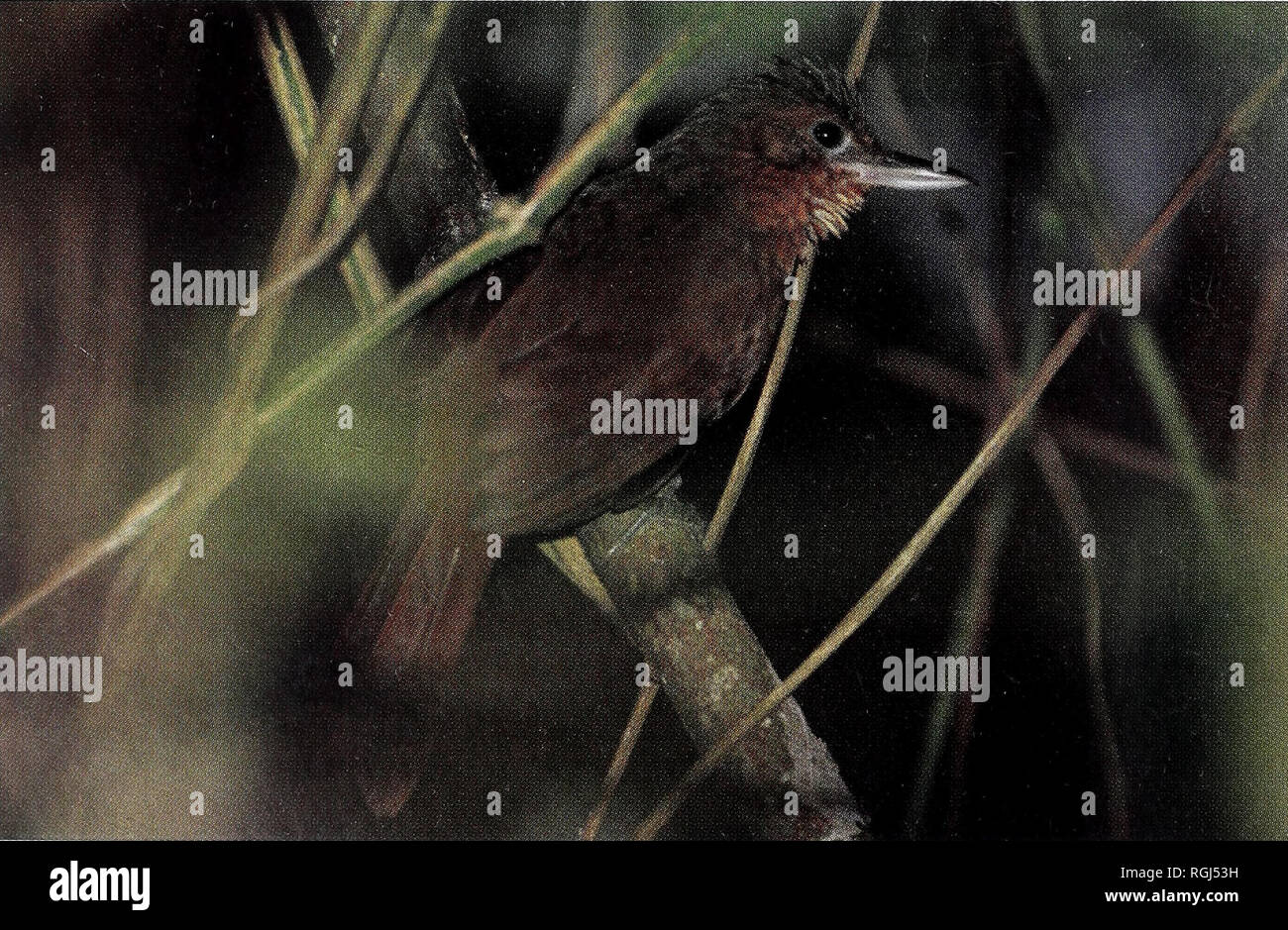 Niels Series High Resolution Stock Photography and Images - Alamy