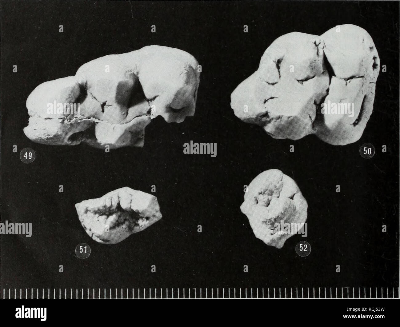 Bunodont hi-res stock photography and images - Alamy