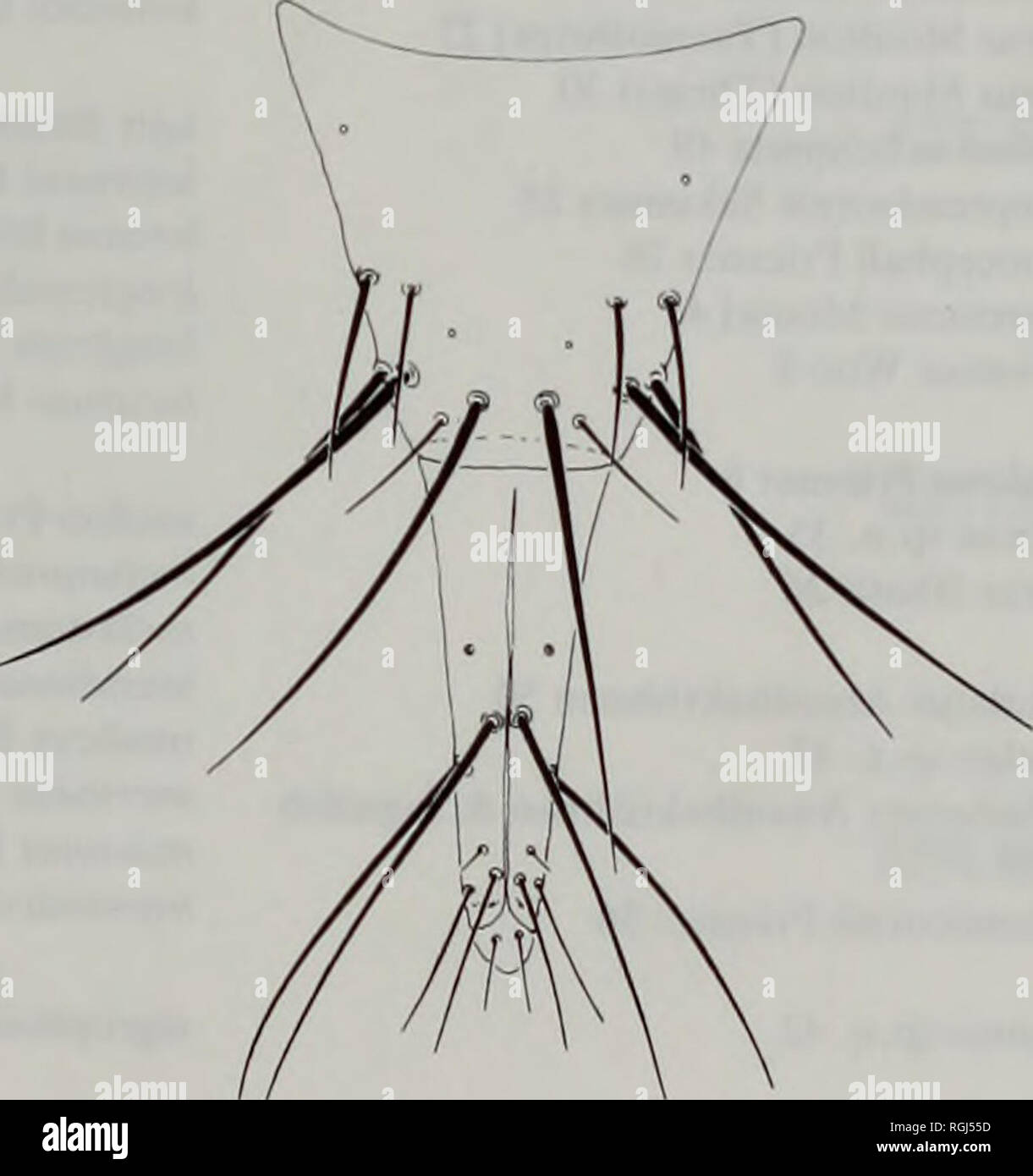 Thrips Simplex High Resolution Stock Photography and Images - Alamy